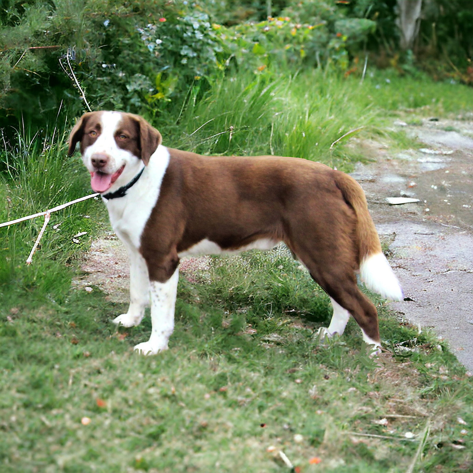 Dog for Adoption - CLYDE, a Australian Shepherd in Cold Spring, NY ...