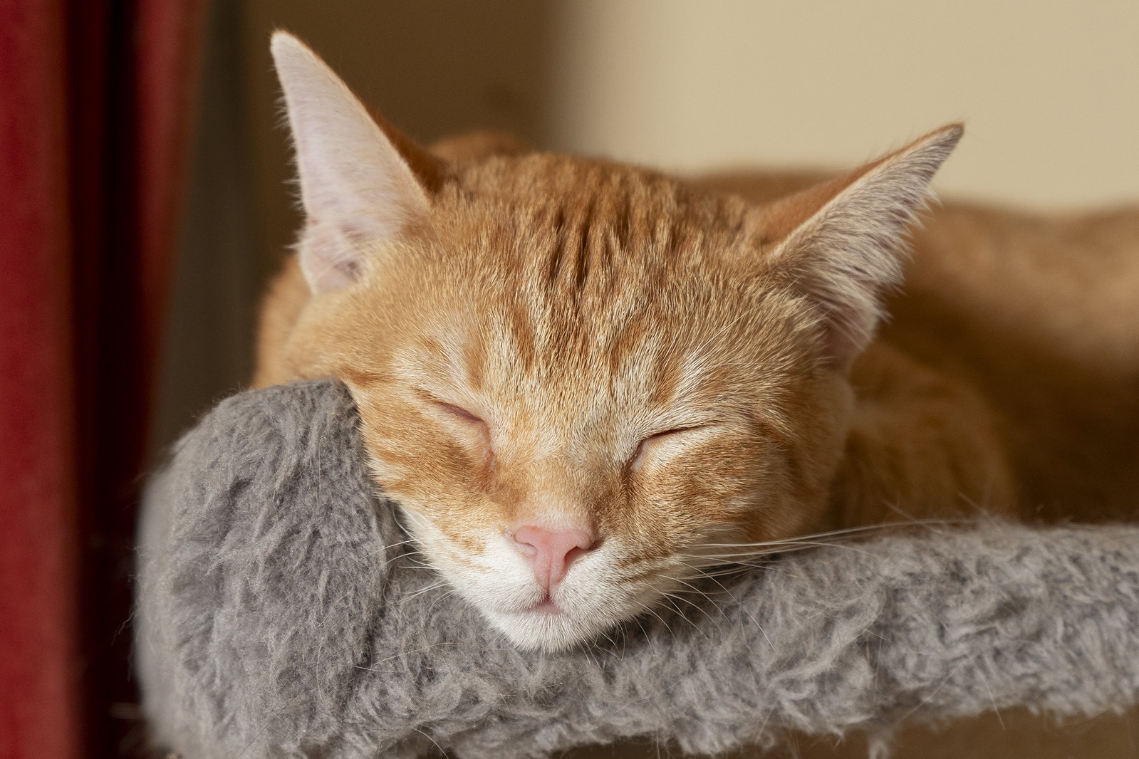 Cats for Adoption in Wappingers Falls, New York | Alpha Paw