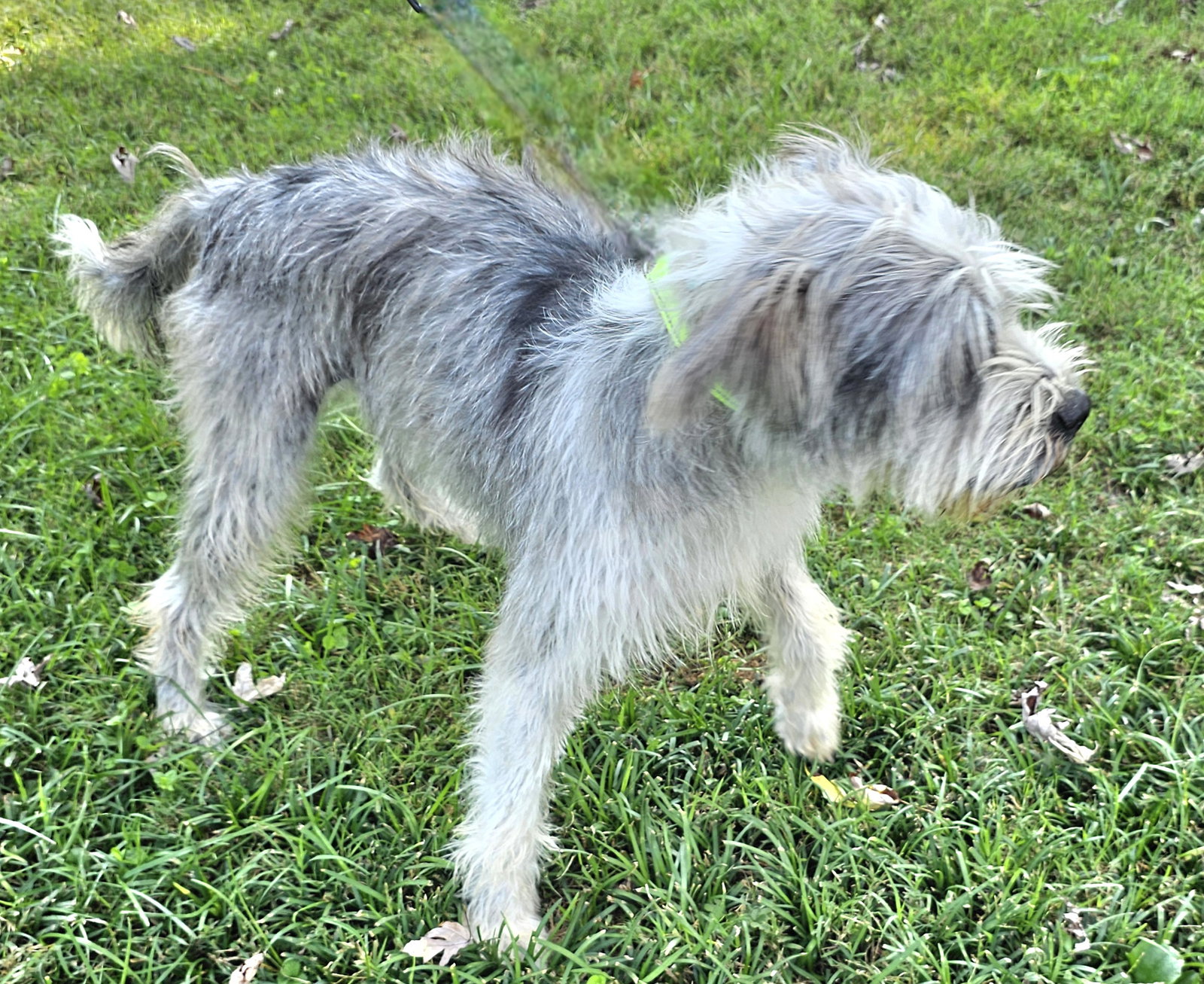 Dog for Adoption - LORA LEE SCRUFFY BEAUTY, a Australian Shepherd in ...