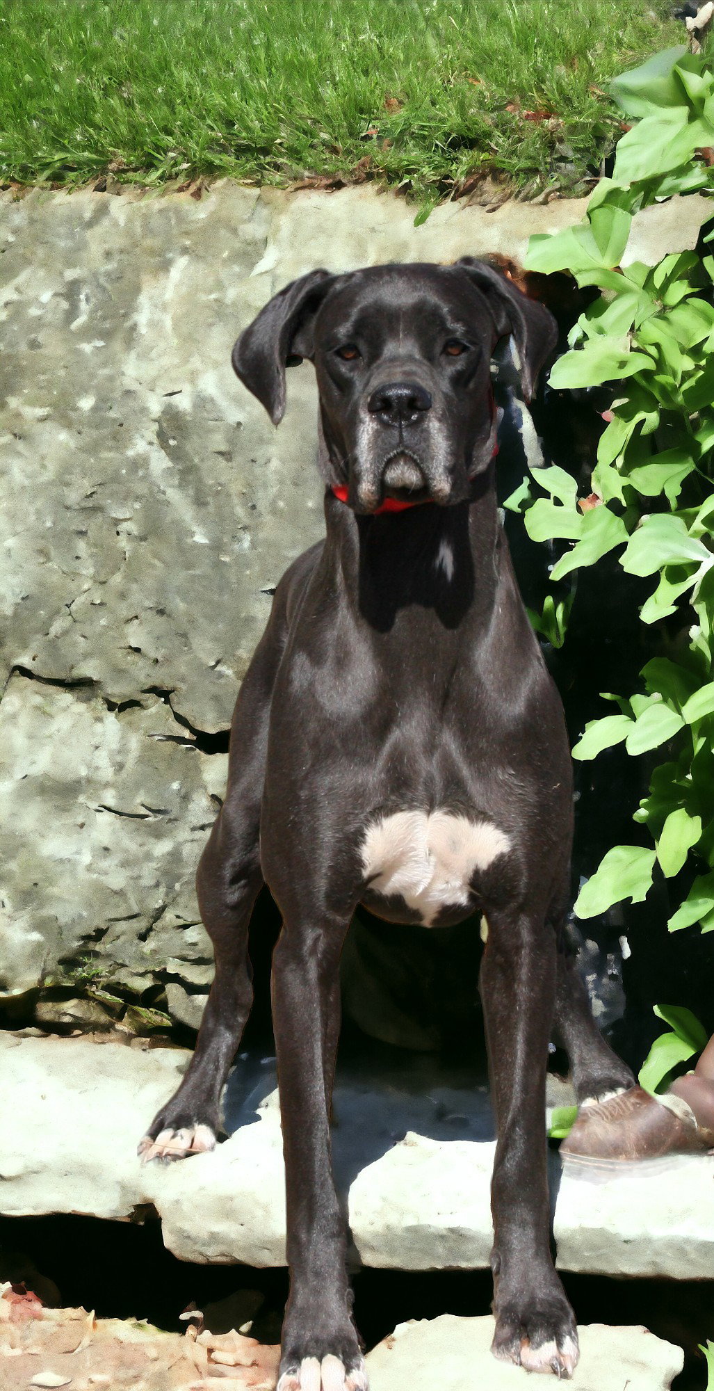 Dog for Adoption - BIG LIL HARLEY, a Great Dane in Whitehouse Station ...