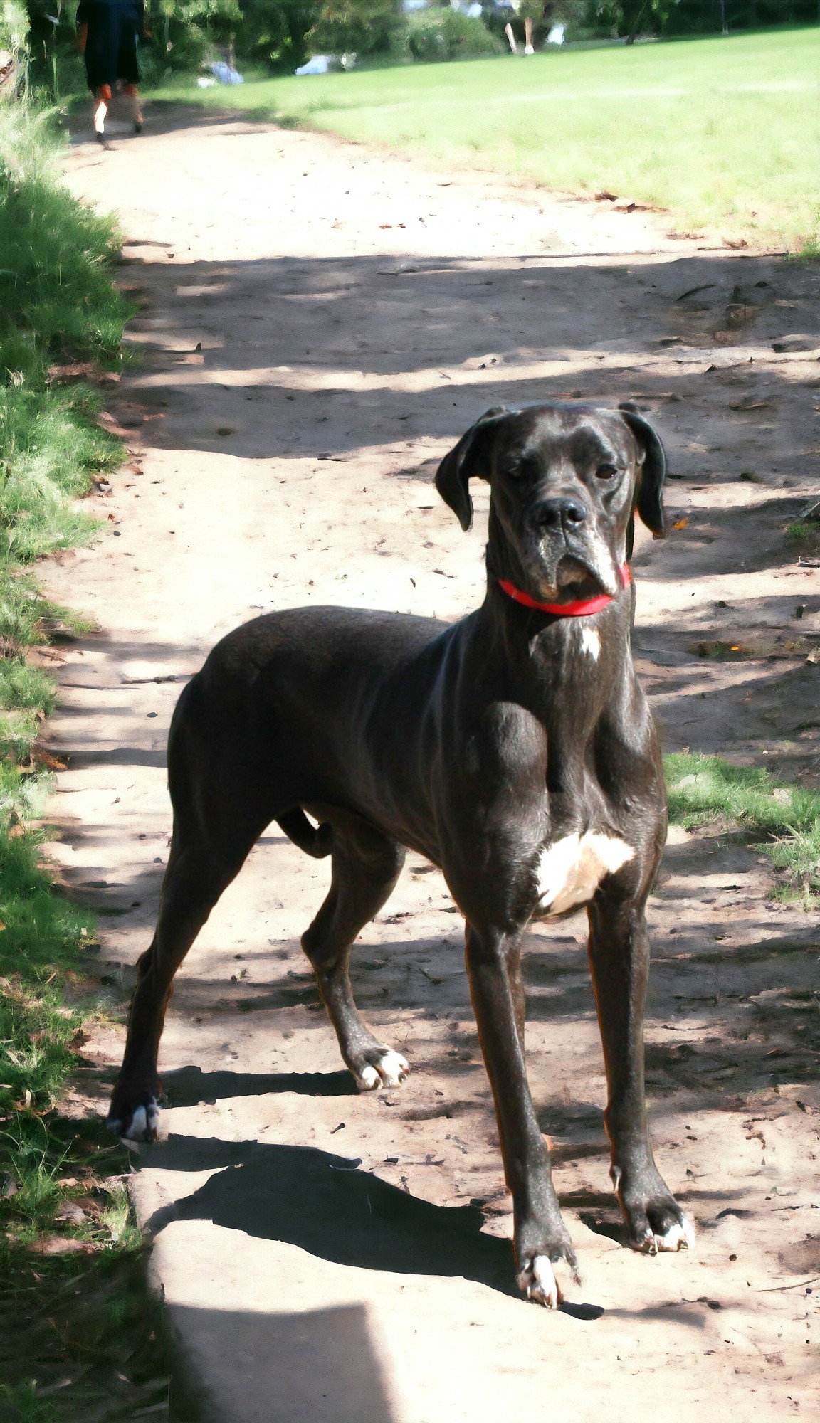 Dog for Adoption - BIG LIL HARLEY, a Great Dane in Whitehouse Station ...