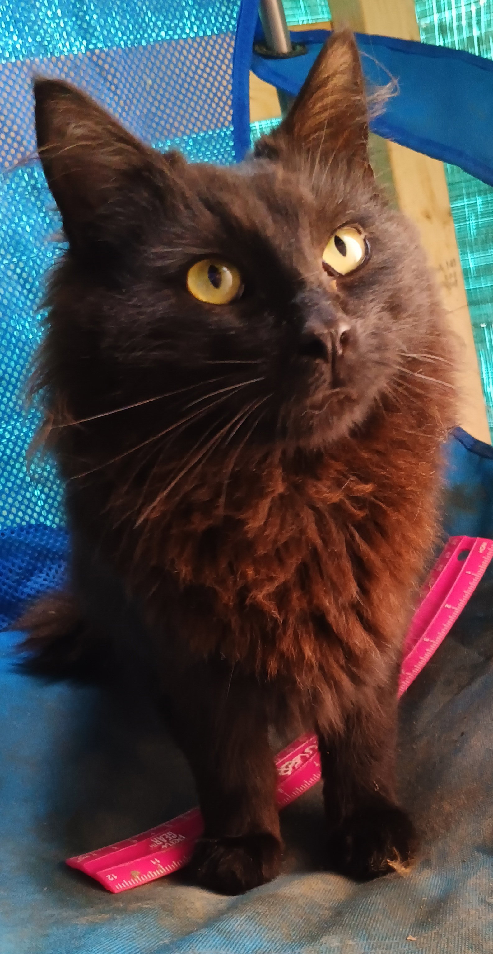 Cats for Adoption in The Bronx, New York | Alpha Paw