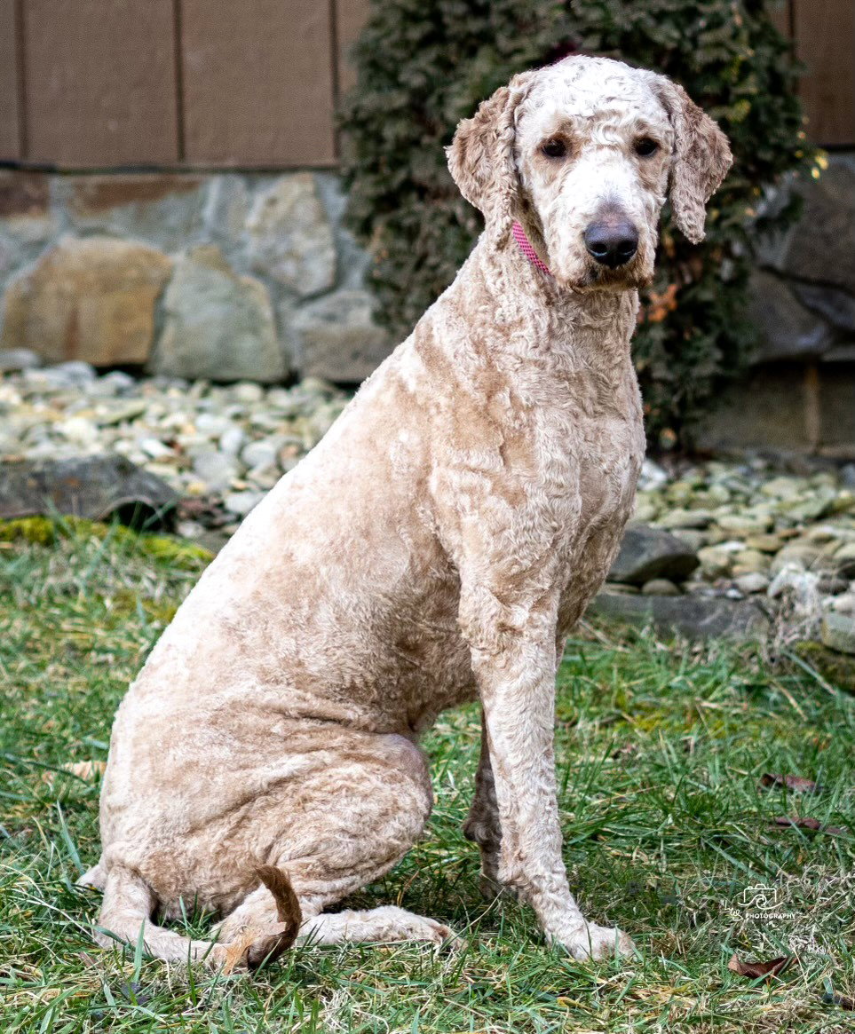 Dog for Adoption - MIGHTY MOSES, a Golden Retriever in Beacon, NY ...