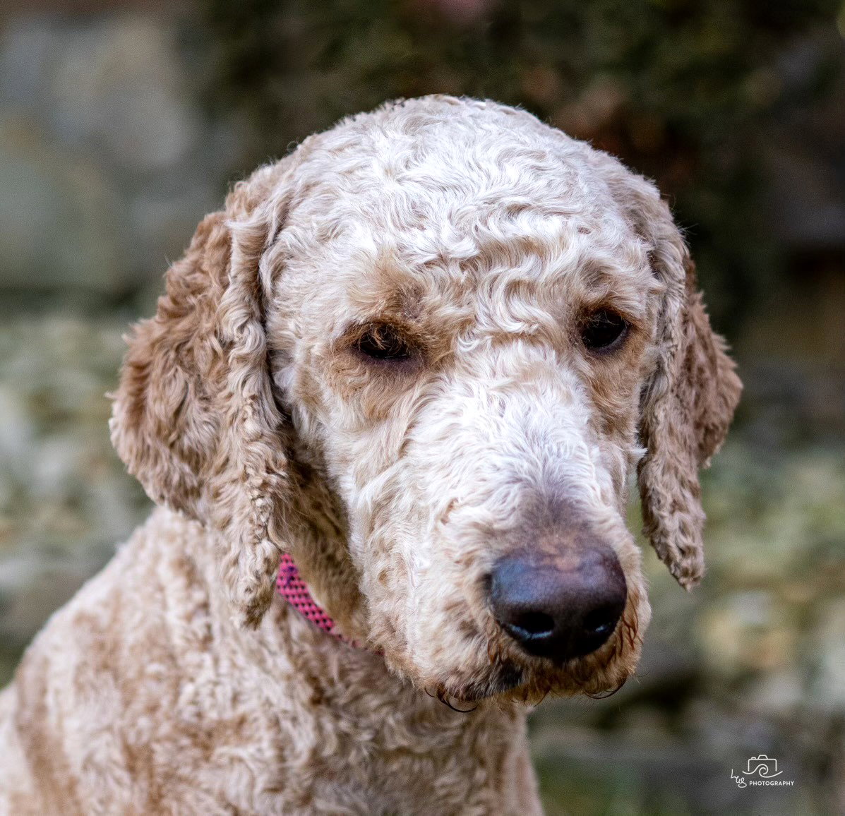 Dog for Adoption - MIGHTY MOSES, a Golden Retriever in Beacon, NY ...