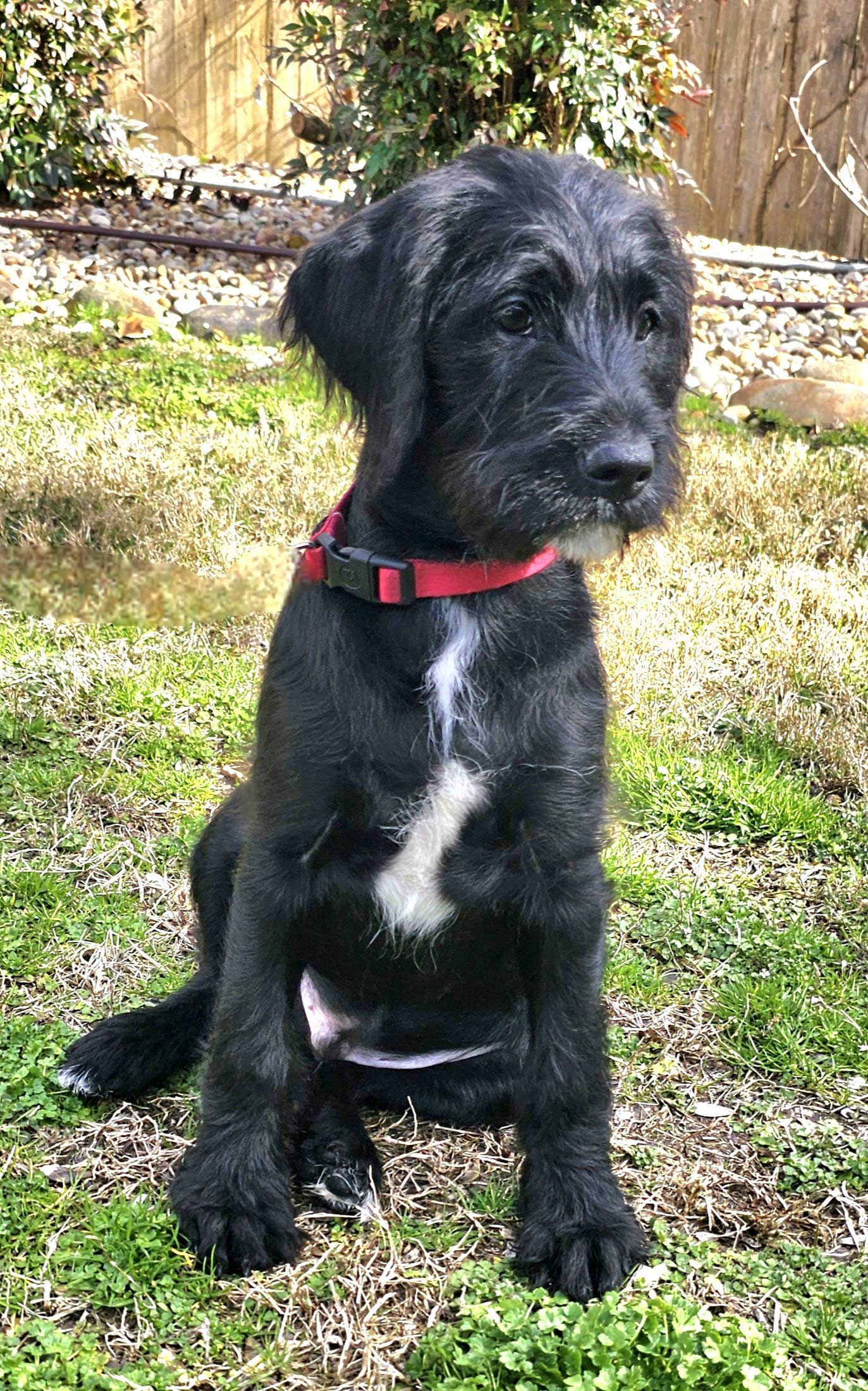 Dog for Adoption - PUPPY CHESTER, a Labrador Retriever in Wakefield, NY ...