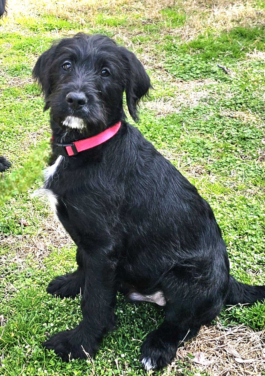 Dog for Adoption - PUPPY CHESTER, a Labrador Retriever in Wakefield, NY ...