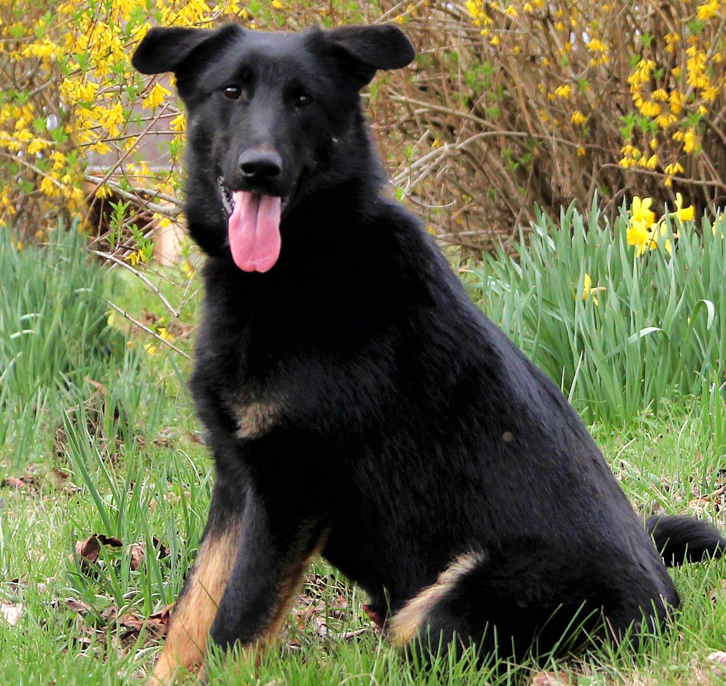 Dog for Adoption - PUPPY BROCK, a German Shepherd Dog in Rahway, NJ ...