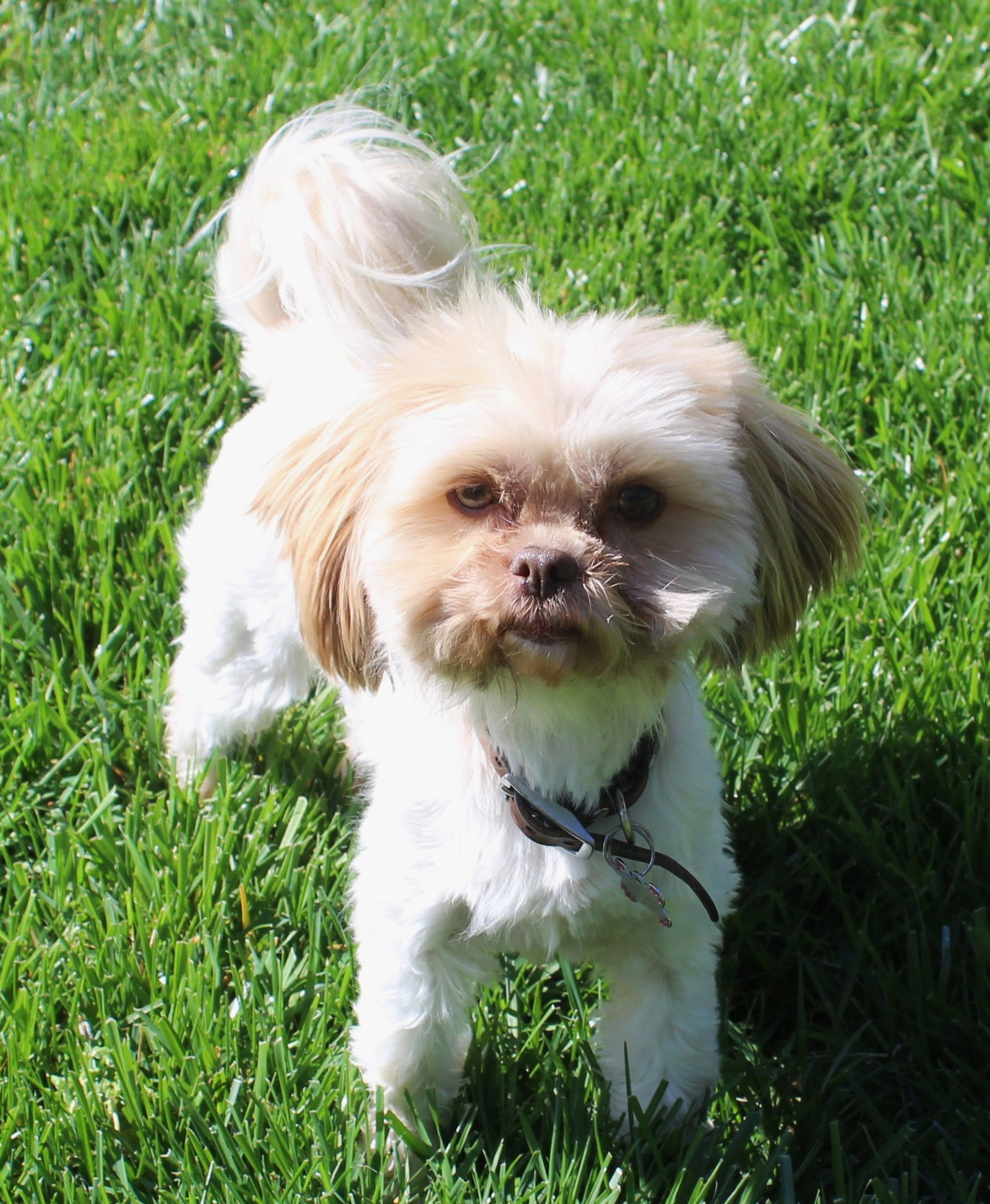 Dog for Adoption - COCO PUFF, a Shih Tzu in Jersey City, NJ | Alpha Paw