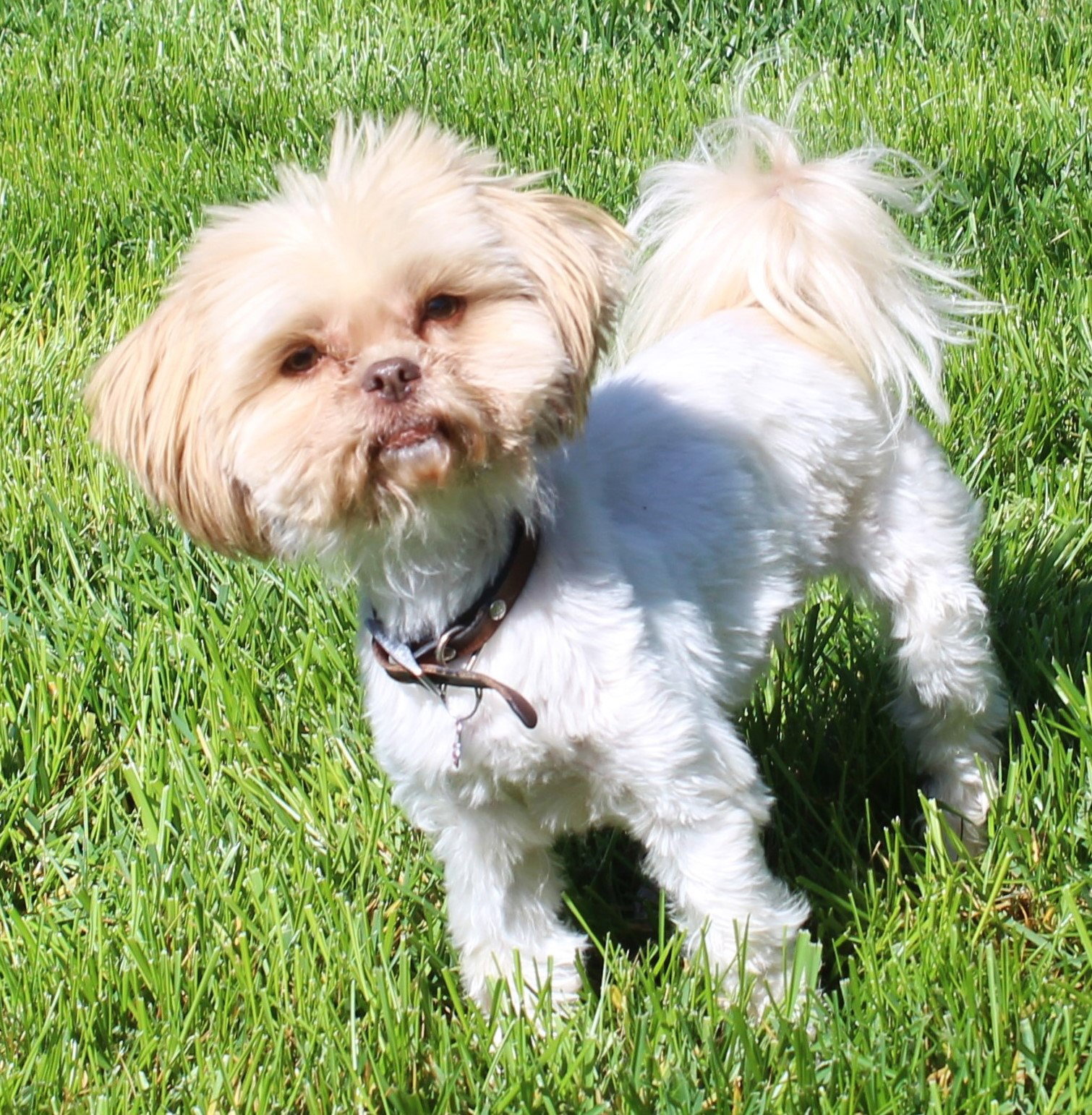 Dog for Adoption - COCO PUFF, a Shih Tzu in Jersey City, NJ | Alpha Paw