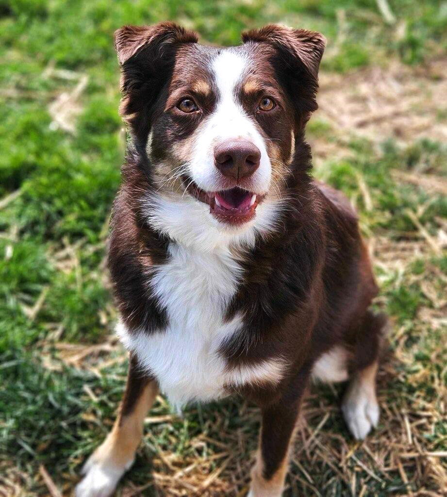 Dog for Adoption - RED ROGER, a Australian Shepherd in Mahwah, NJ | Alpha Paw