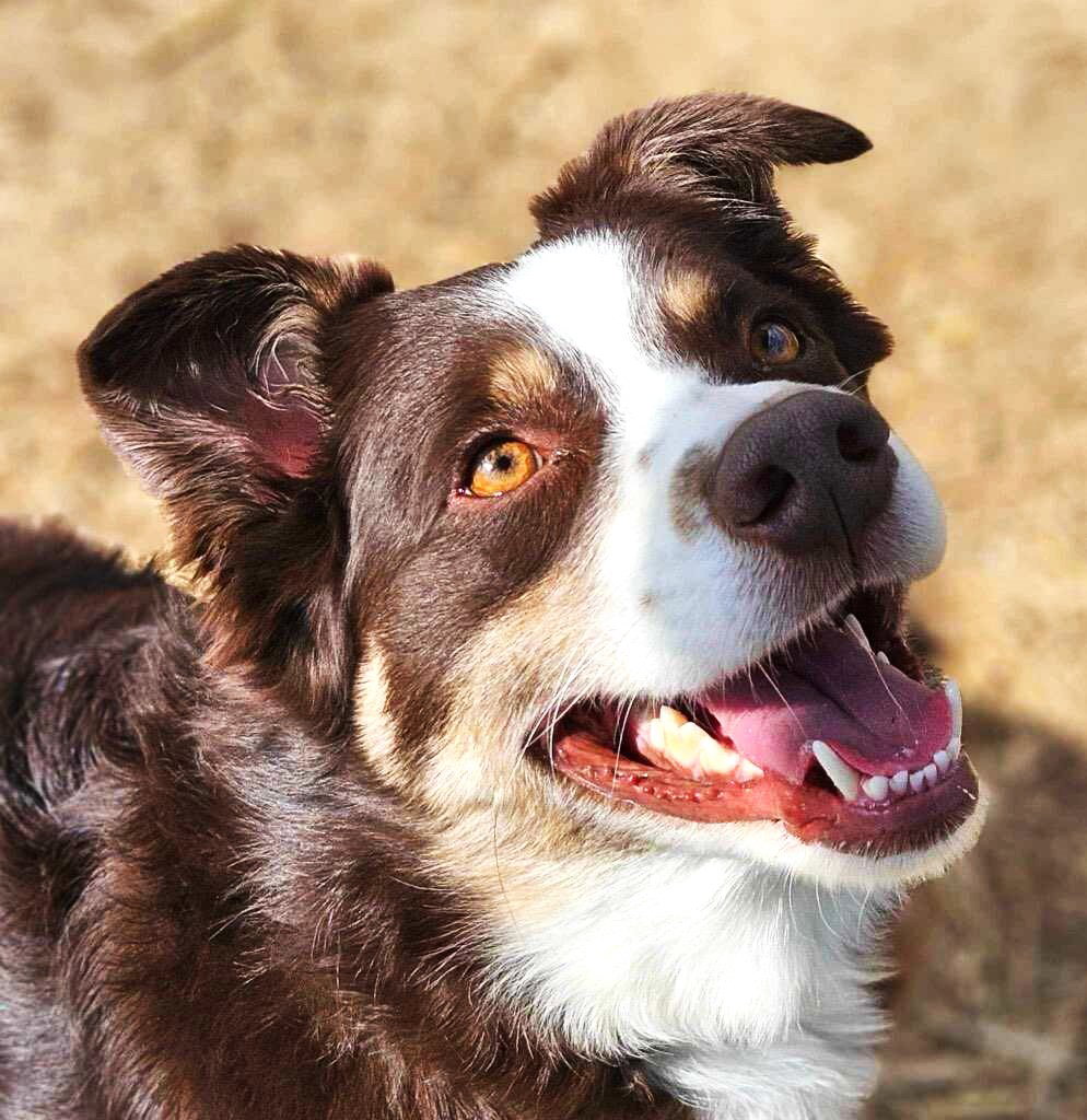 Dog for Adoption - RED ROGER, a Australian Shepherd in Mahwah, NJ | Alpha Paw