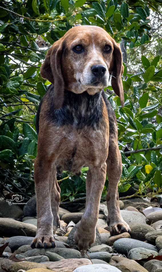 Dog for Adoption - RUTH ANNE, a Beagle in Hillside Lake, NY | Alpha Paw