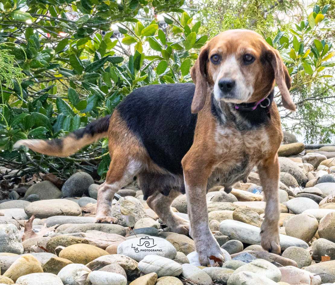 Dog for Adoption - JEAN ANNE, a Beagle in Montebello, NY | Alpha Paw