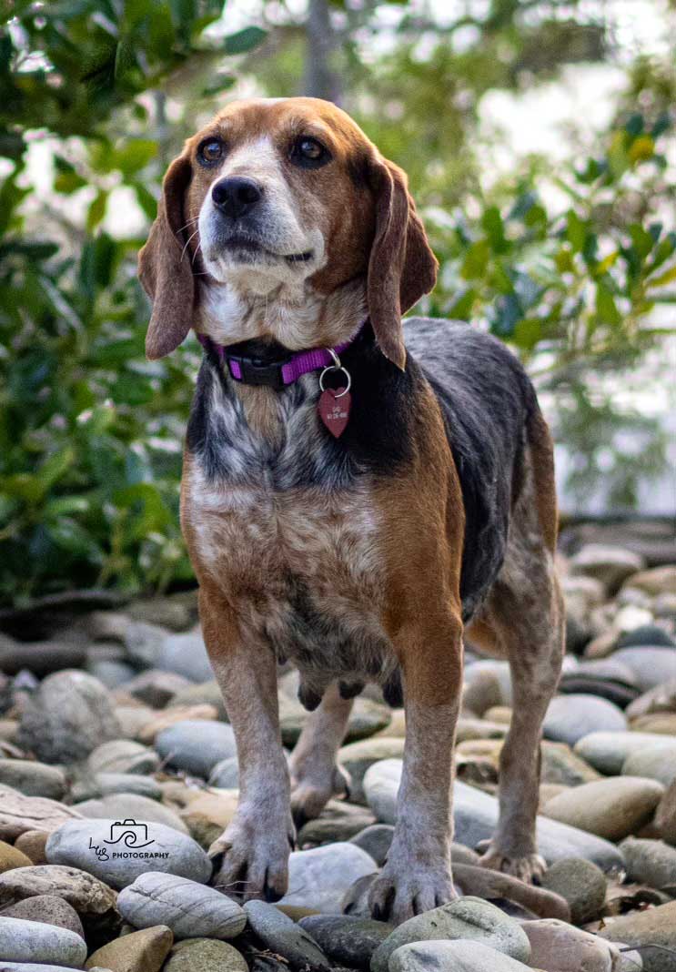 Dog for Adoption - JEAN ANNE, a Beagle in Montebello, NY | Alpha Paw