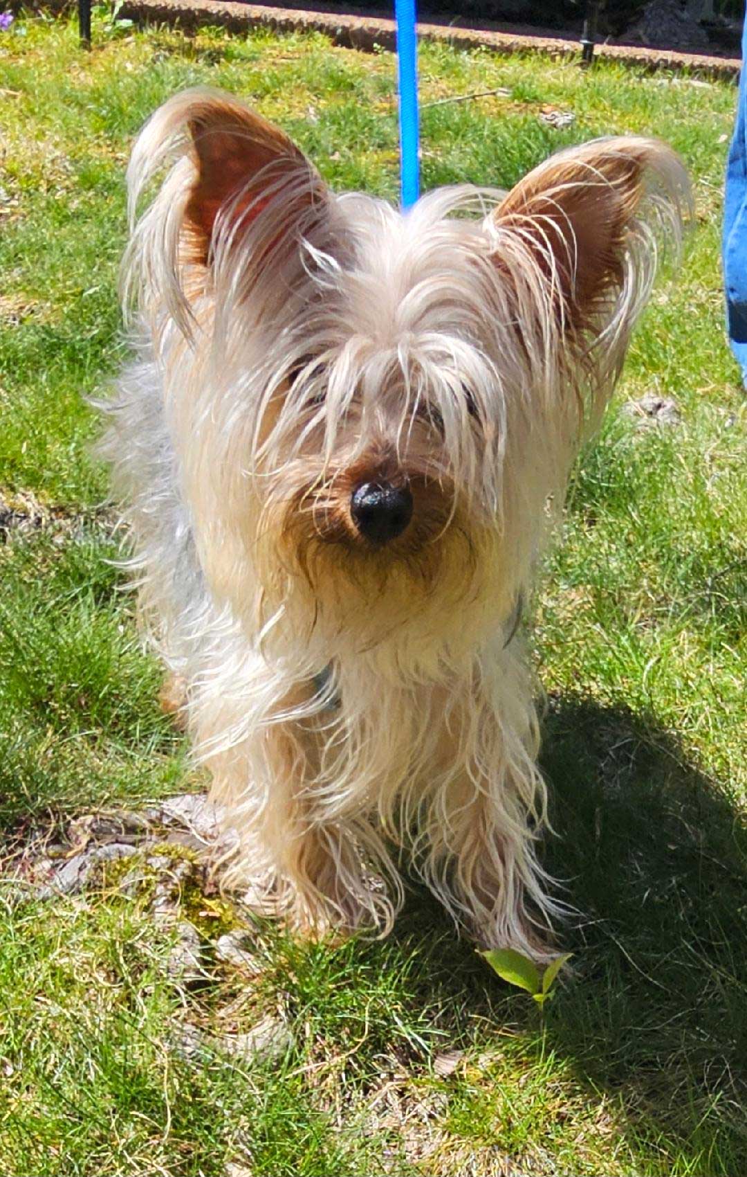 Dog for Adoption - MAGGIE MAE, a Yorkshire Terrier Yorkie in Hillside ...