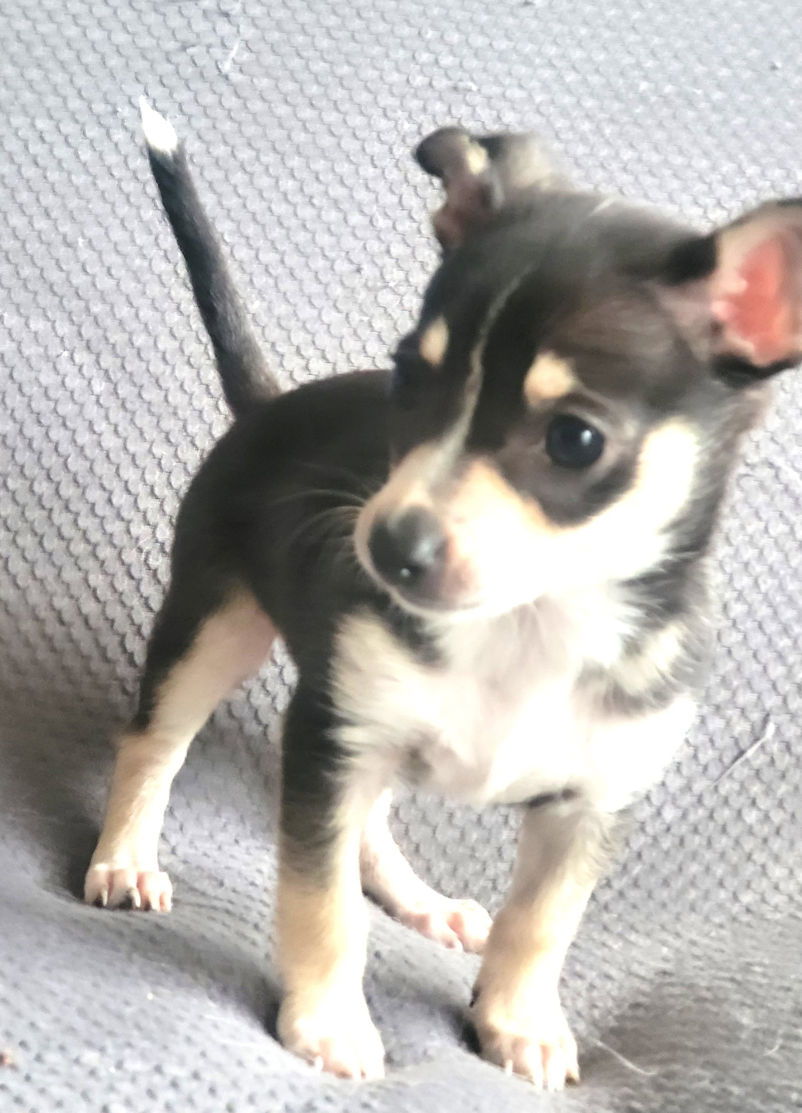 Dog for Adoption - PRECIOUS PUPPY PEANUT, a Chihuahua in Walden, NY ...