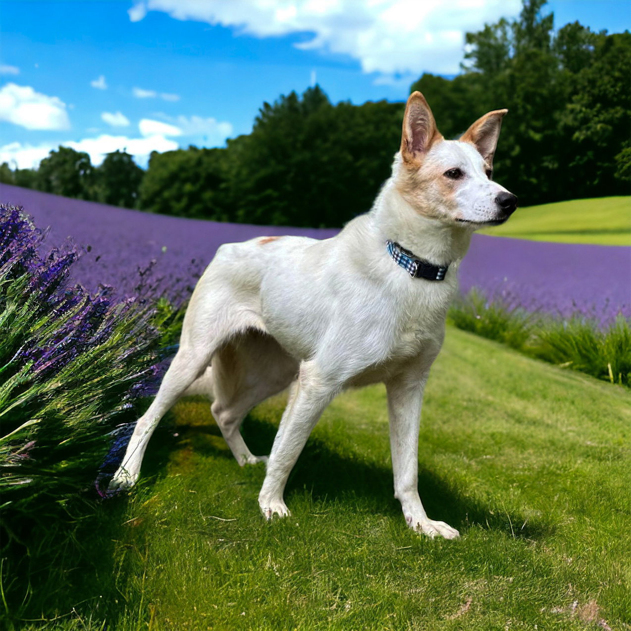 Dog for Adoption - INDY, a Australian Cattle Dog/Blue Heeler in Valley ...