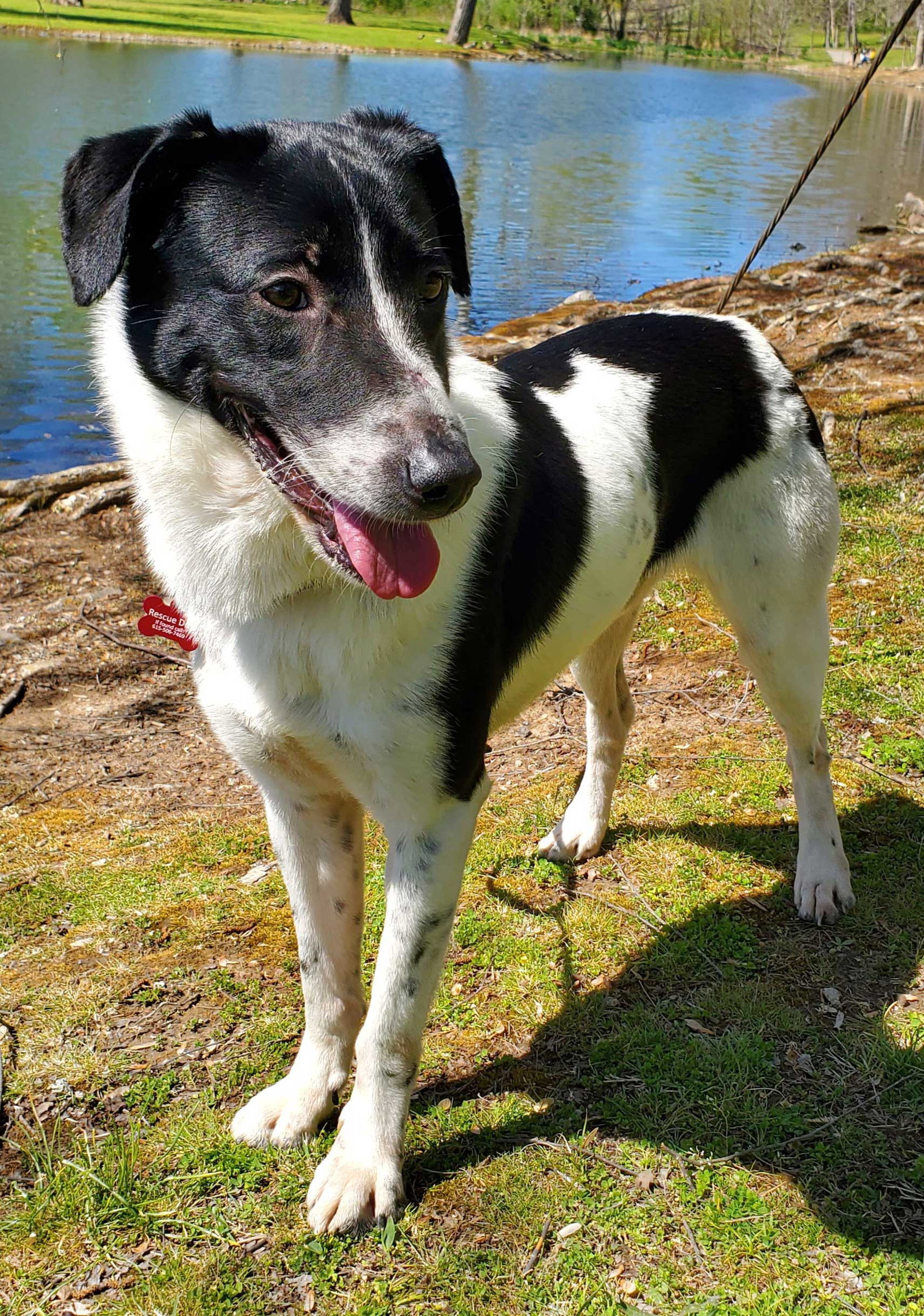 Dog for Adoption - FINN, a Border Collie in Bernardsville, NJ | Alpha Paw