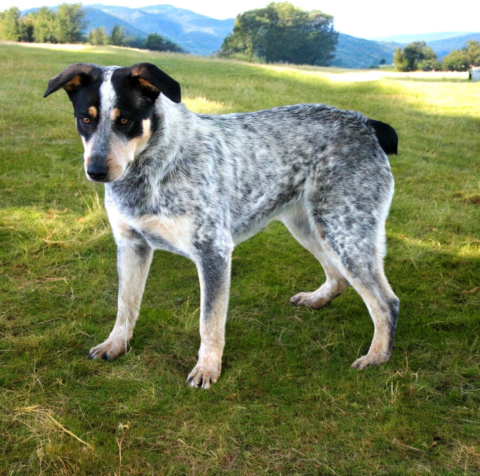 Dog for Adoption - BLUEBERRY-FOSTER NEEDED, a Australian Cattle Dog ...