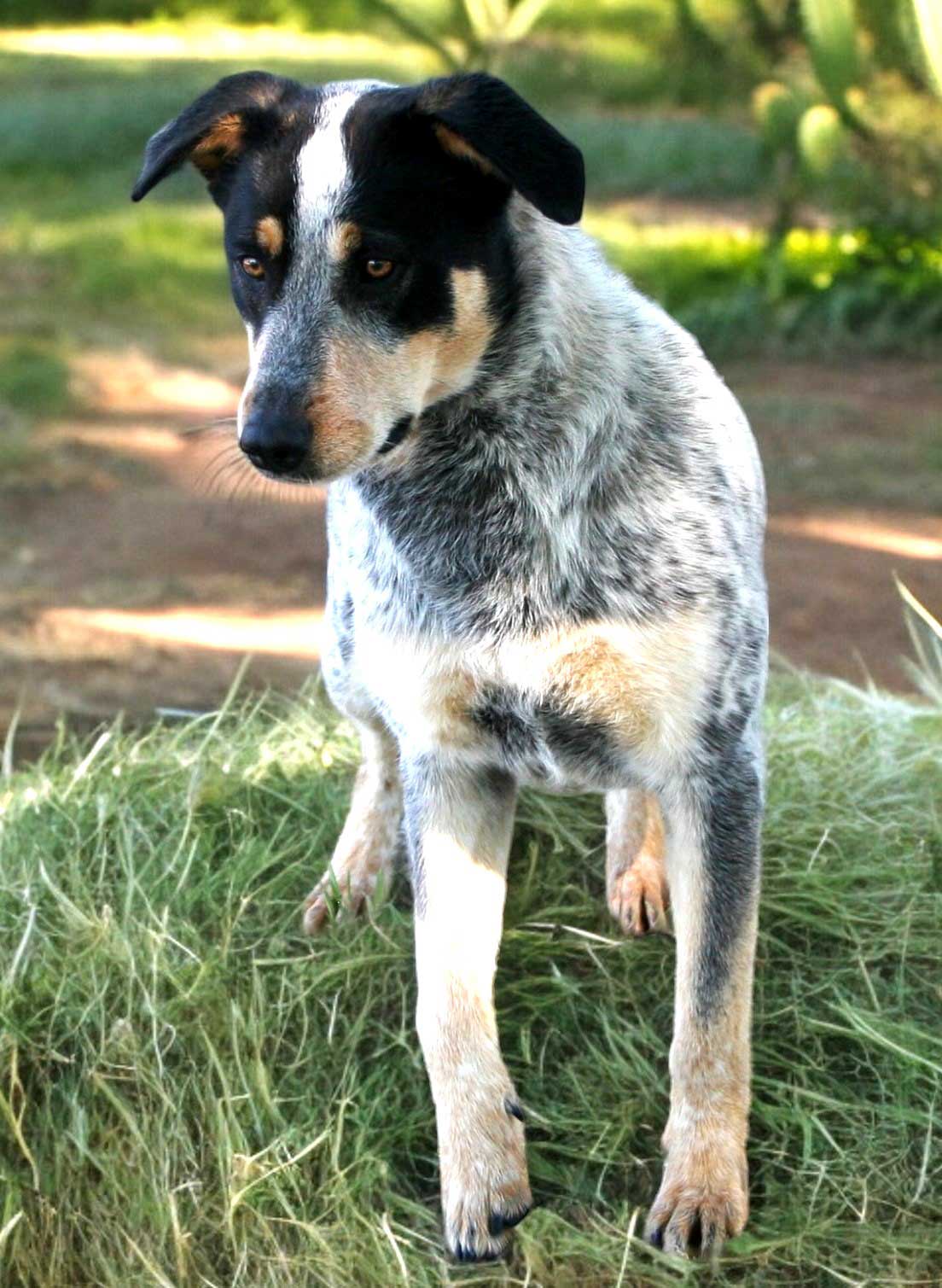 Dog for Adoption - BLUEBERRY-FOSTER NEEDED, a Australian Cattle Dog ...