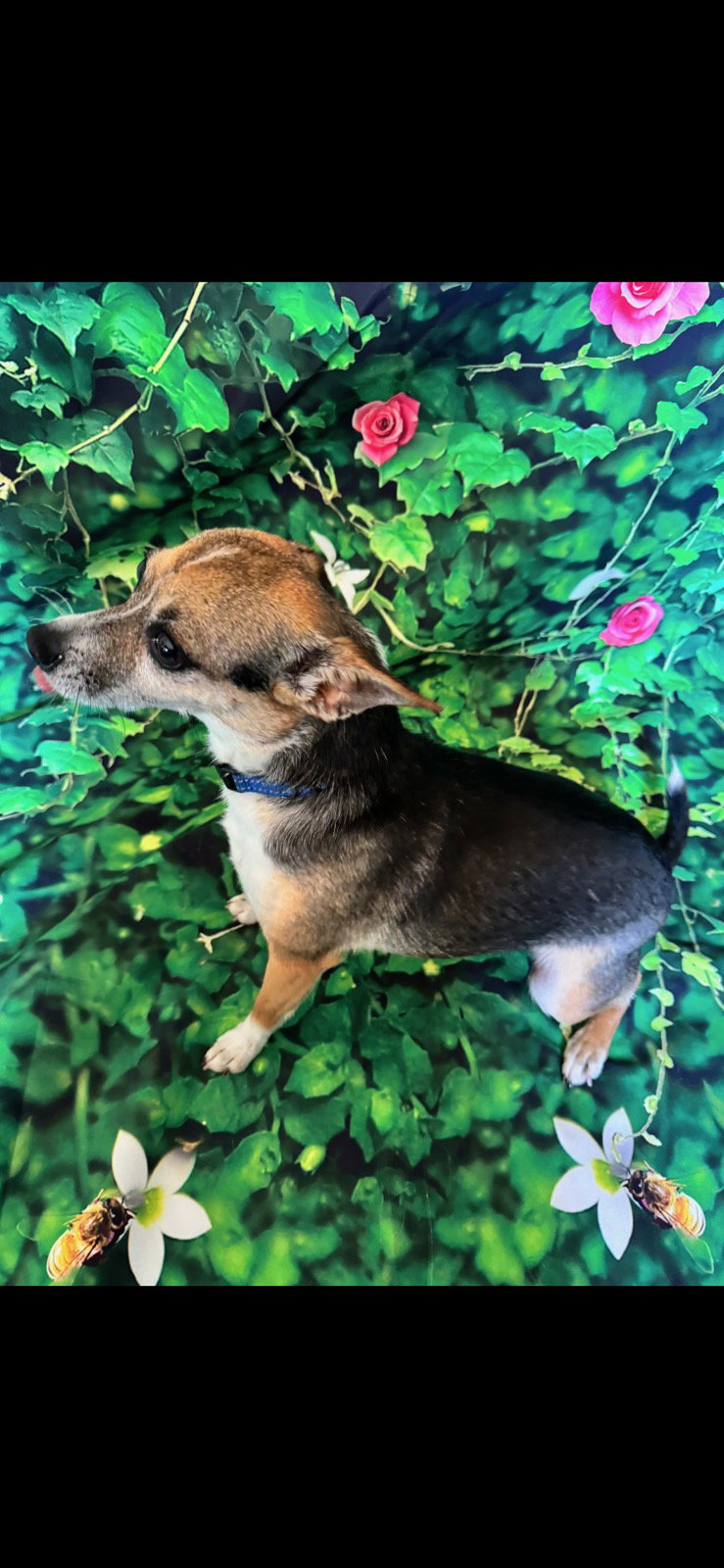 Dog For Adoption RAIN A Chihuahua In Elizabeth NJ Alpha Paw dog-for-adoption-rain-a-chihuahua-in-elizabeth-nj-alpha-paw