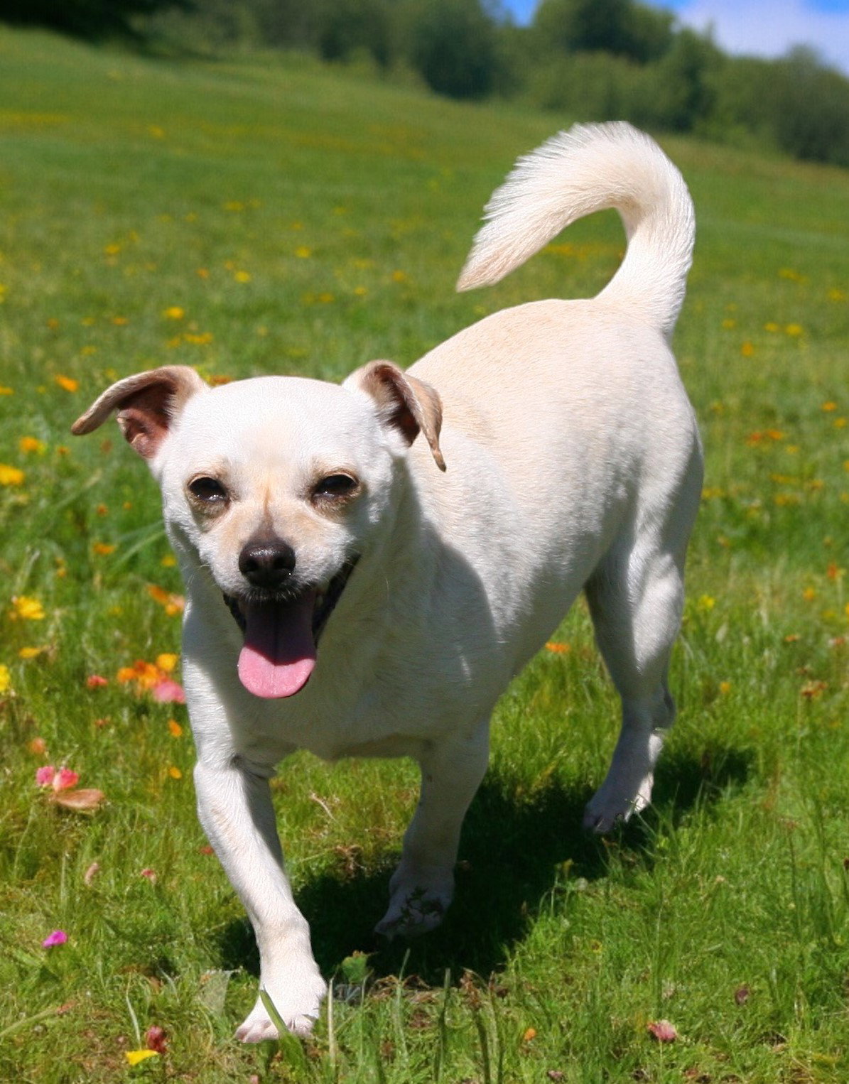 Dog for Adoption - PRINCE CHARLIE, a Chihuahua in The Bronx, NY | Alpha Paw