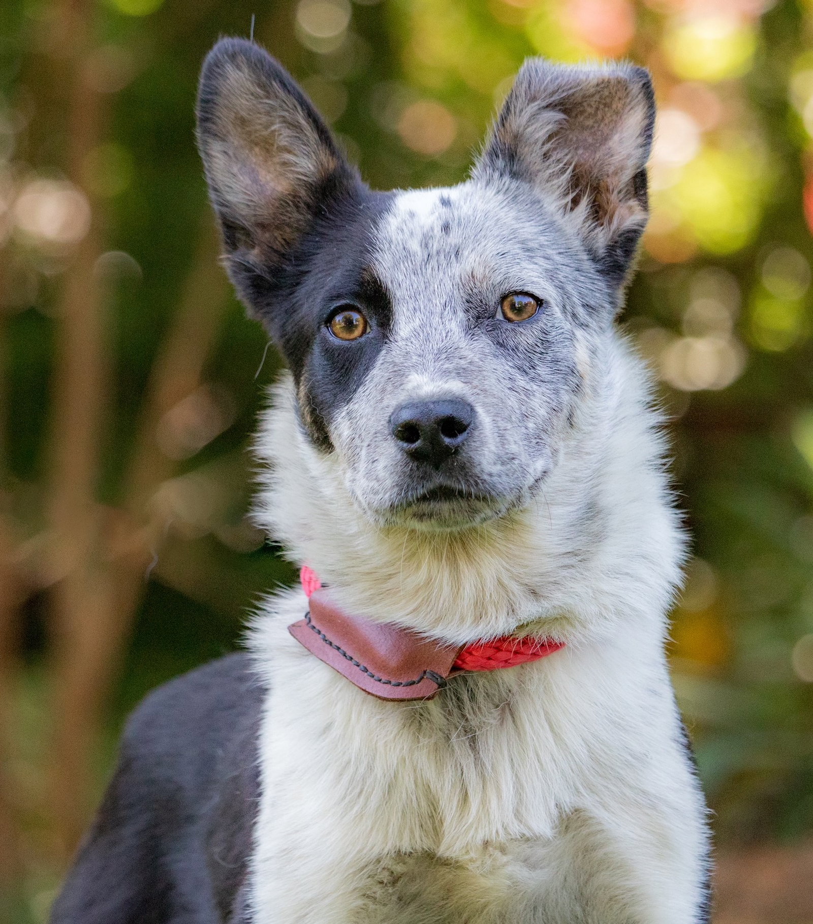 Dog for Adoption - GORDY, a Border Collie in Essex County, NJ | Alpha Paw