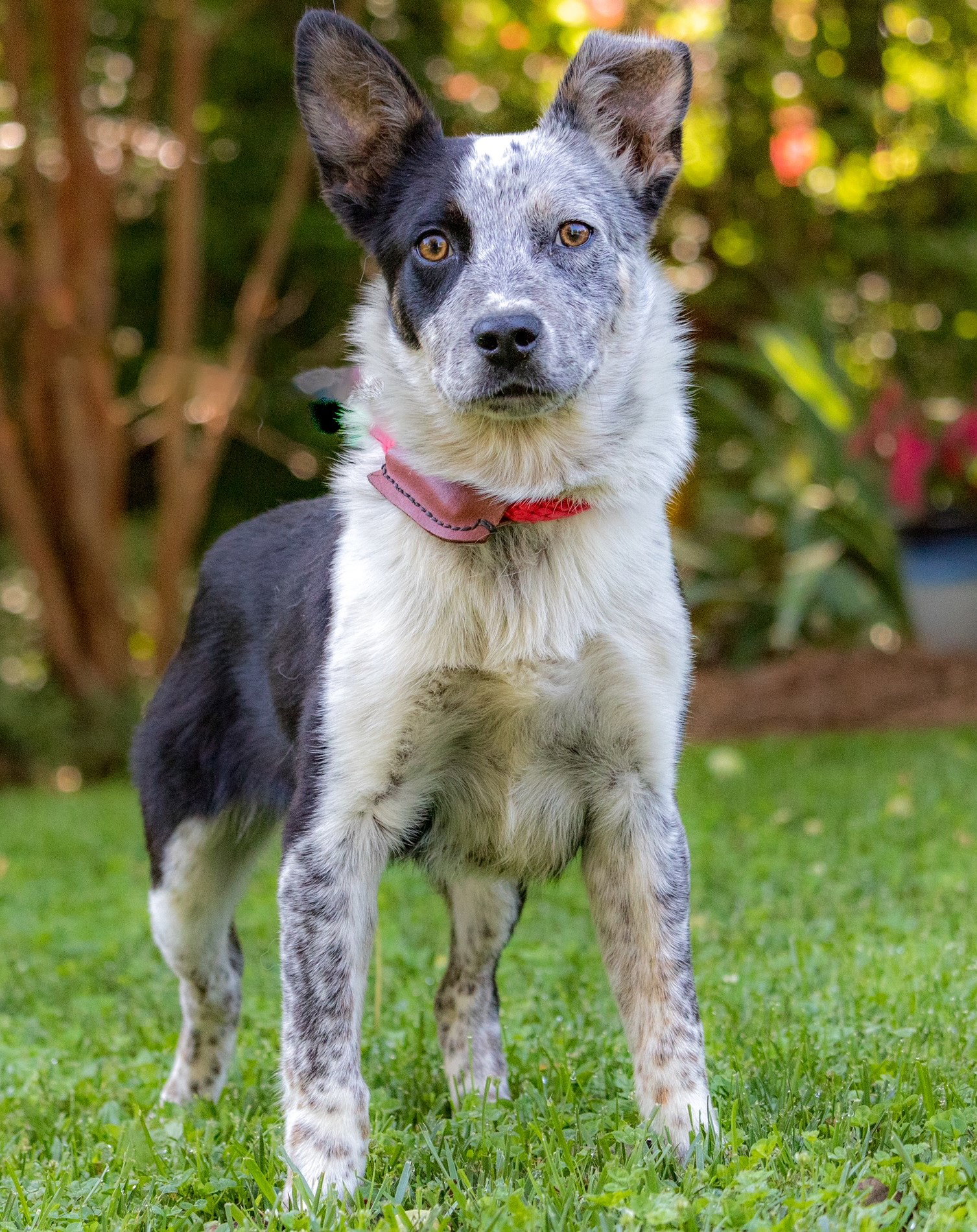 Dog for Adoption - GORDY, a Border Collie in Essex County, NJ | Alpha Paw