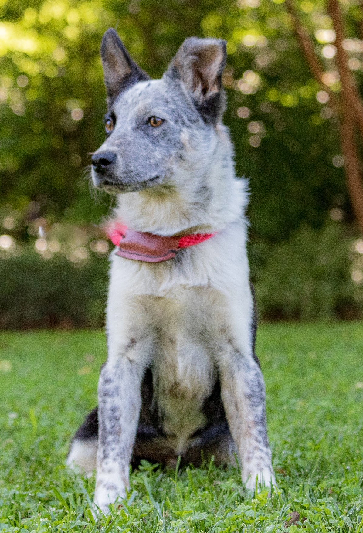 Dog for Adoption - GORDY, a Border Collie in Essex County, NJ | Alpha Paw