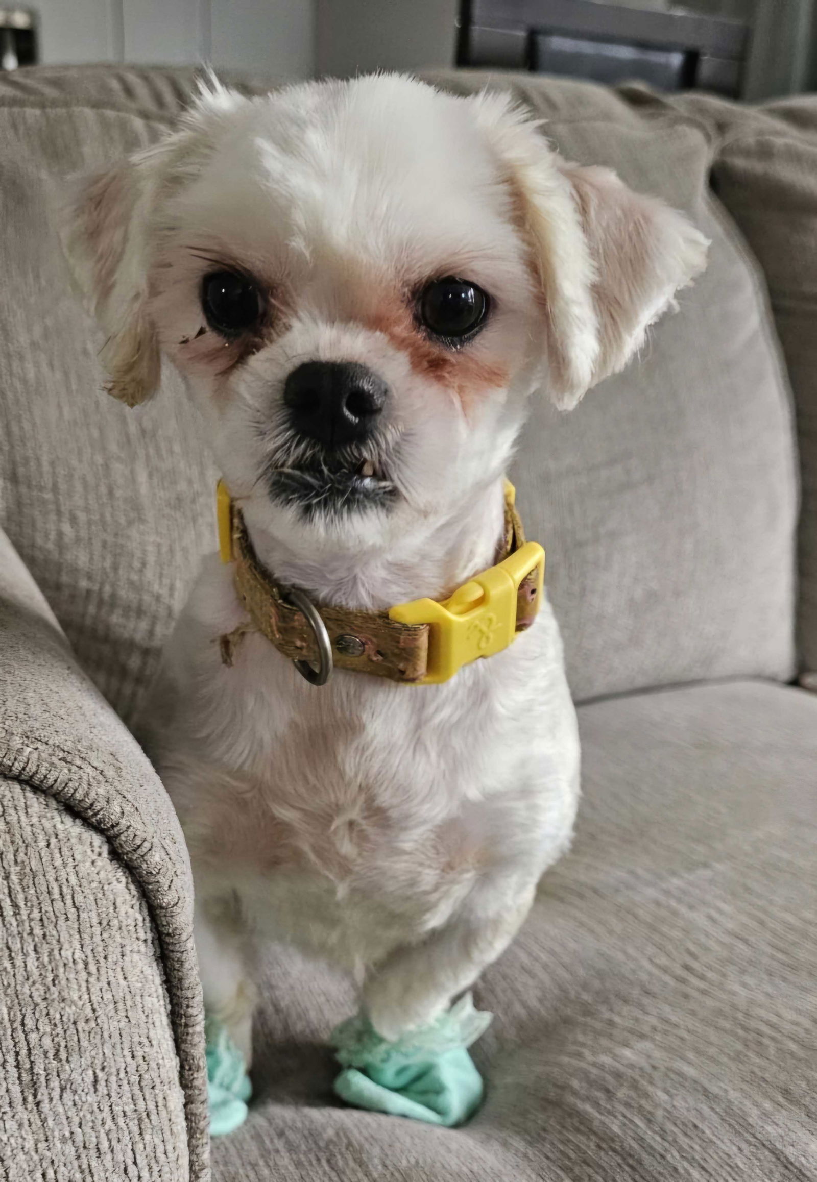 Dog for Adoption - JOURNEY, a Shih Tzu in Sussex County, NJ | Alpha Paw Dog for Adoption - JOURNEY, a Shih Tzu in Sussex County, NJ | Alpha Paw
