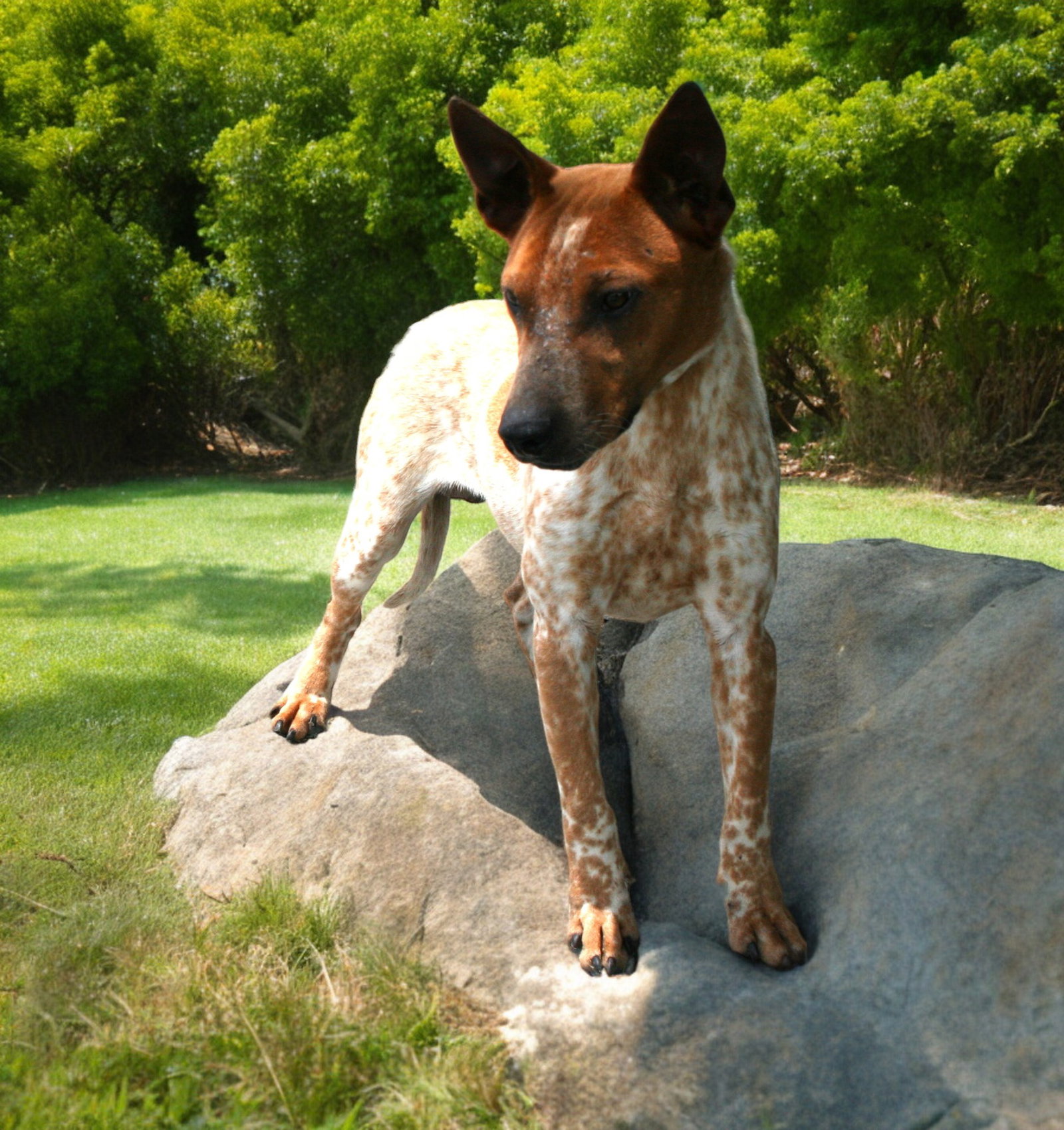 Dog for Adoption - RED FALLON, a Red Heeler in Gramercy Park, NY ...