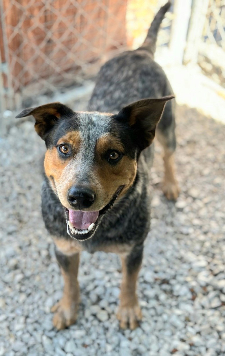 Dog for Adoption - BLUE SULLY, a Australian Cattle Dog/Blue Heeler in ...