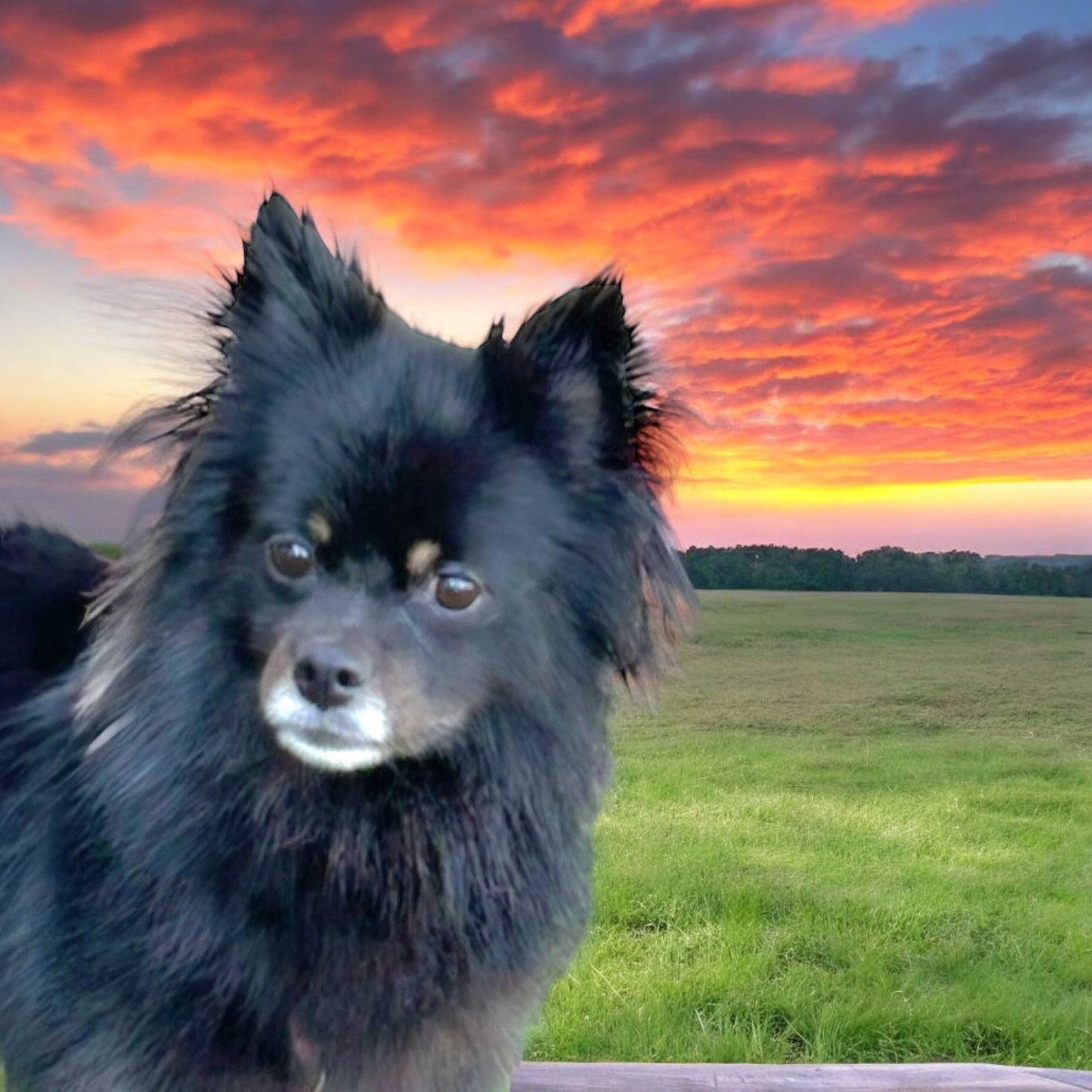 Dog for Adoption - FRANKIE CUBBY BEAR, a Schipperke in Warren Township ...