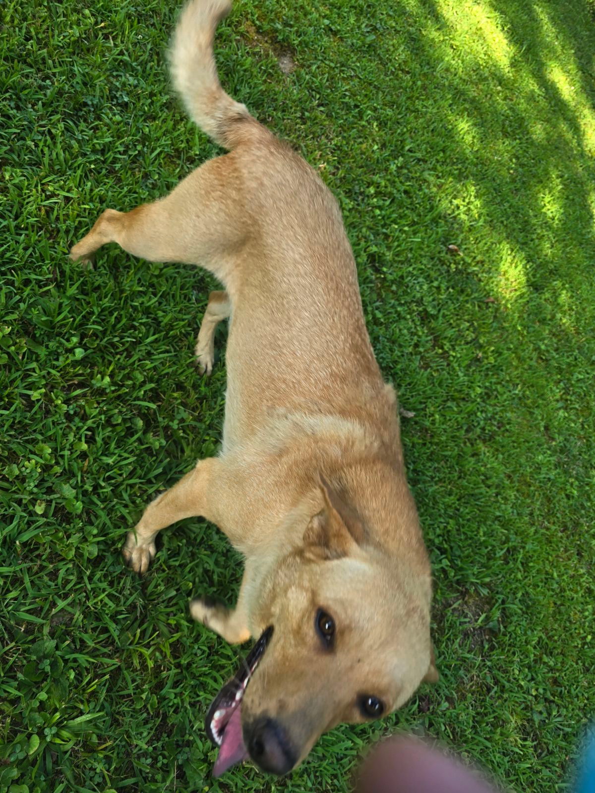 Dog for Adoption - SUNSHINE GIRL, a Yellow Labrador Retriever in ...