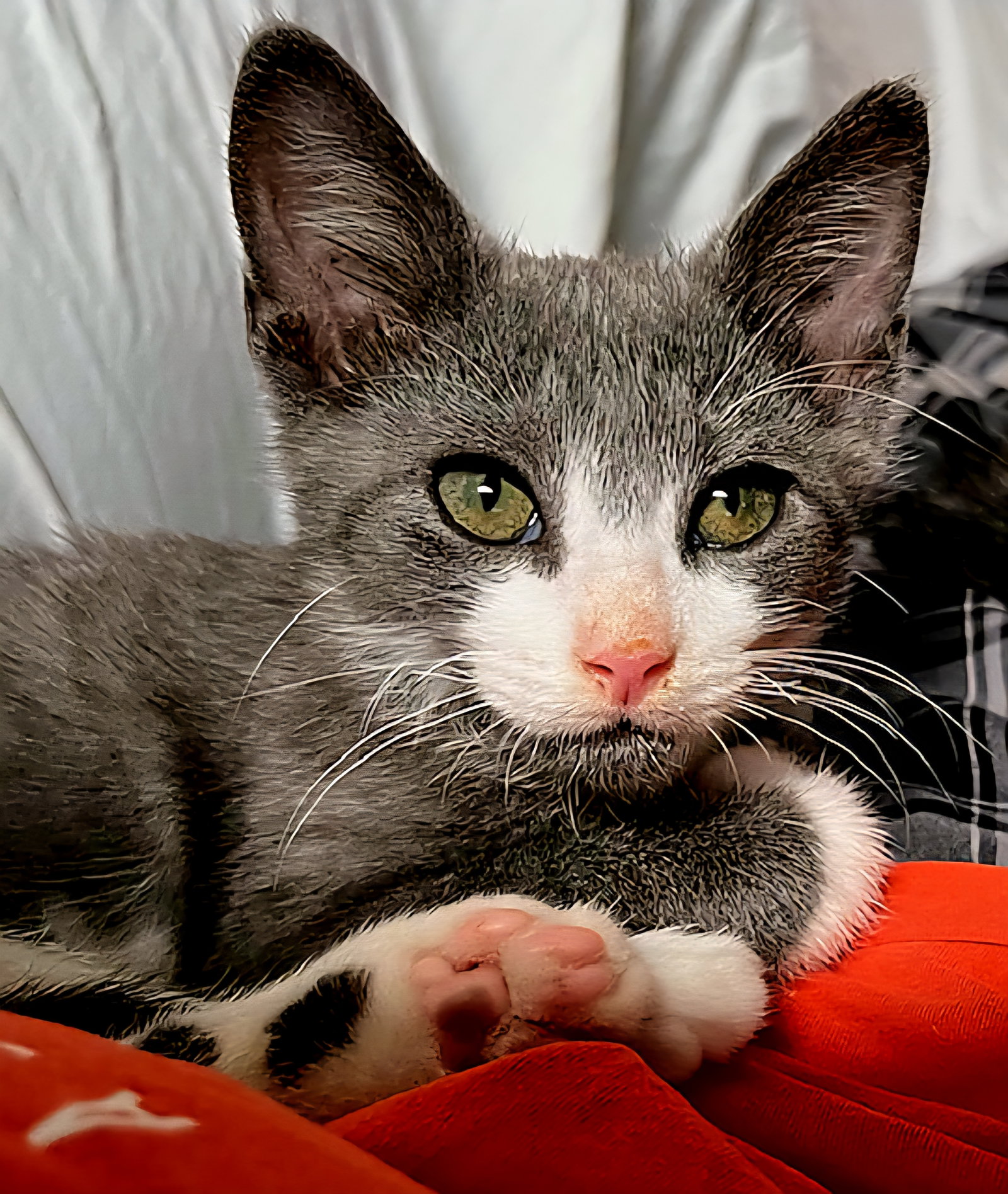 Cats for Adoption in Manhattan, New York | Alpha Paw