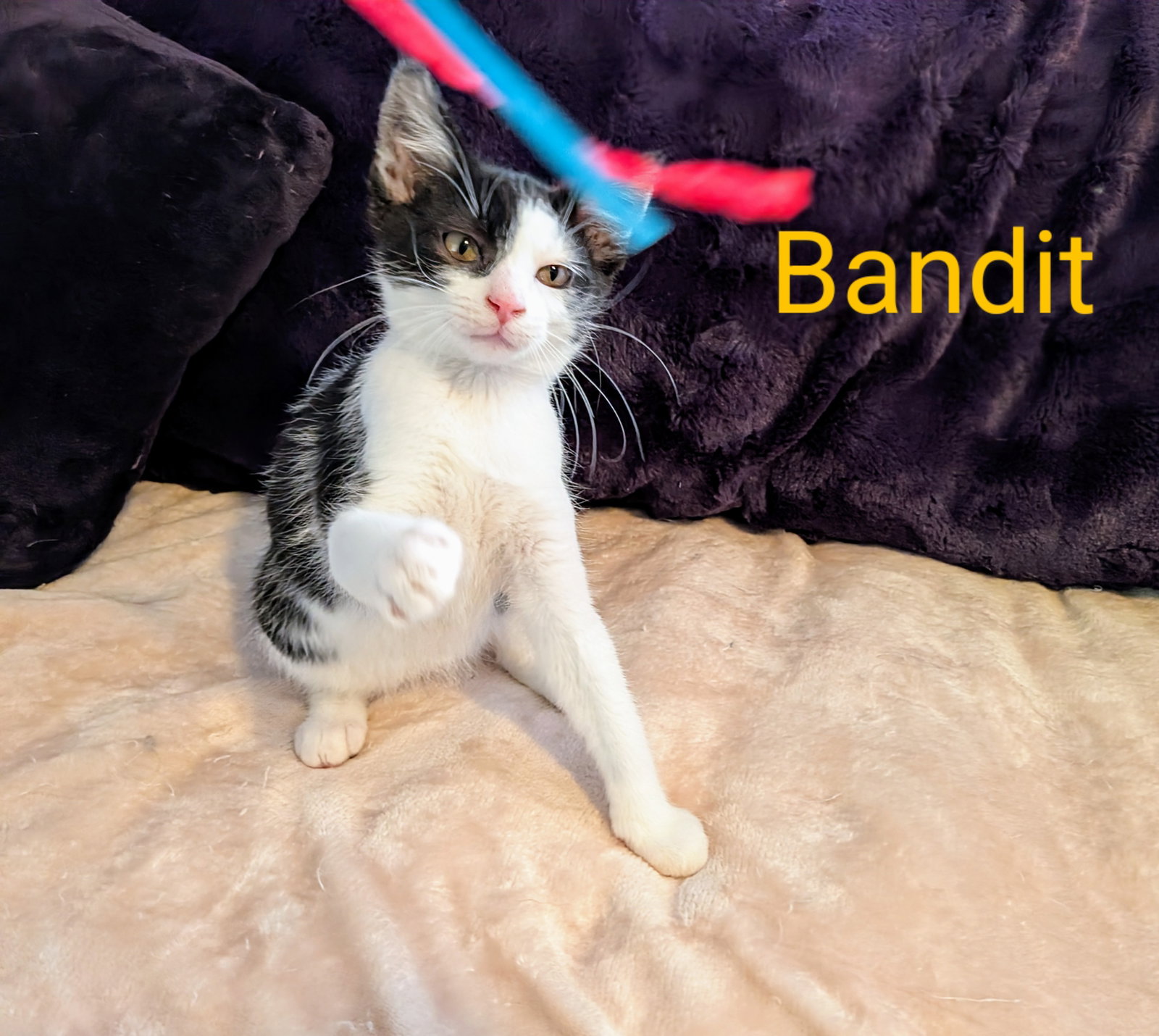 Cats for Adoption in North Caldwell, New Jersey | Alpha Paw
