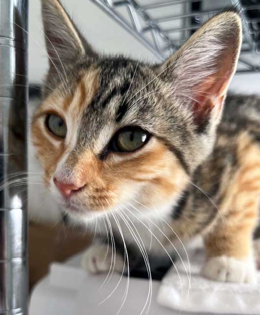 Cats for Adoption in Manhattan, New York | Alpha Paw