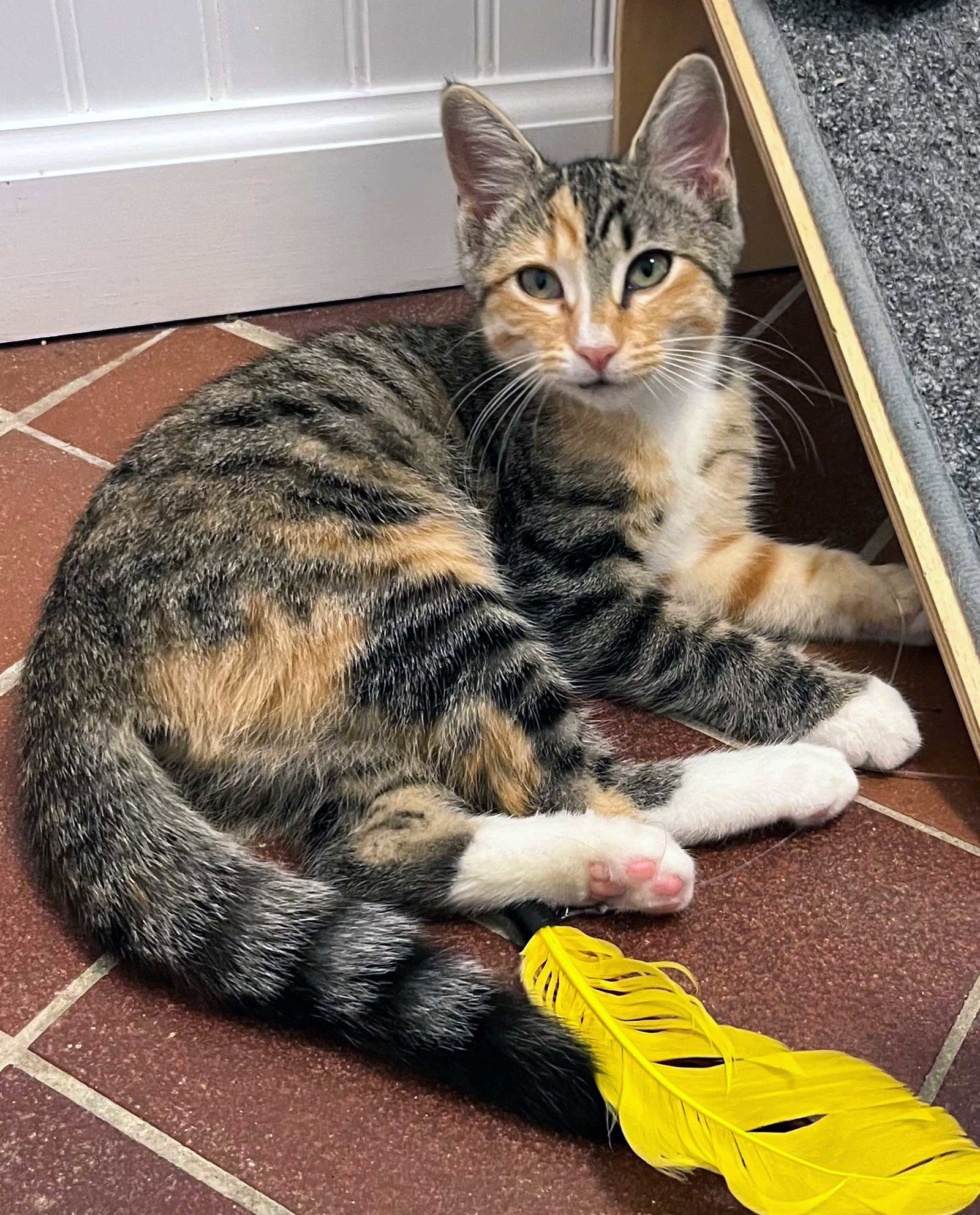 Cats for Adoption in Manhattan, New York | Alpha Paw