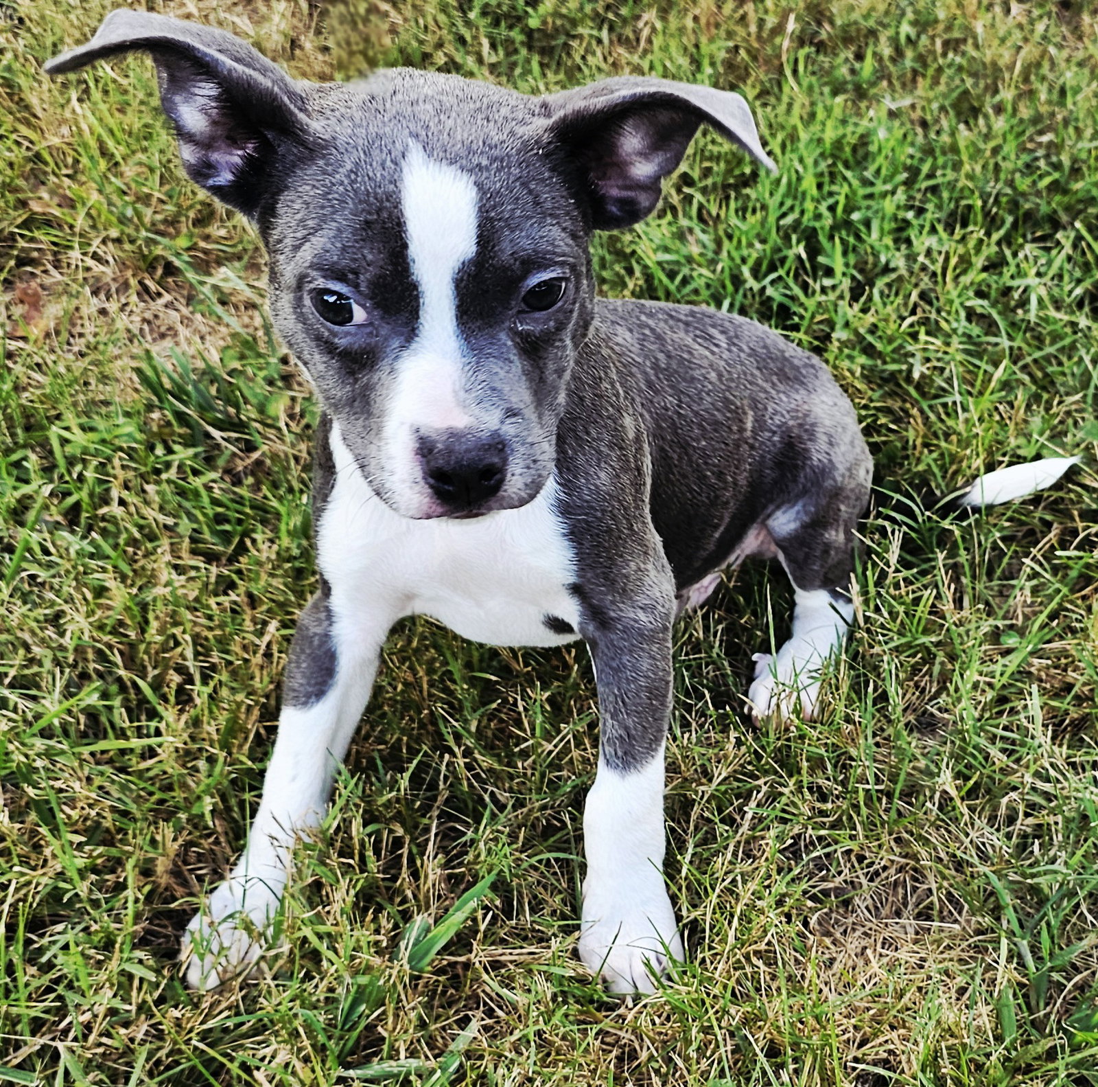 Dog for Adoption - PUPPY JEREMIAH, a Boston Terrier in New Paltz, NY ...