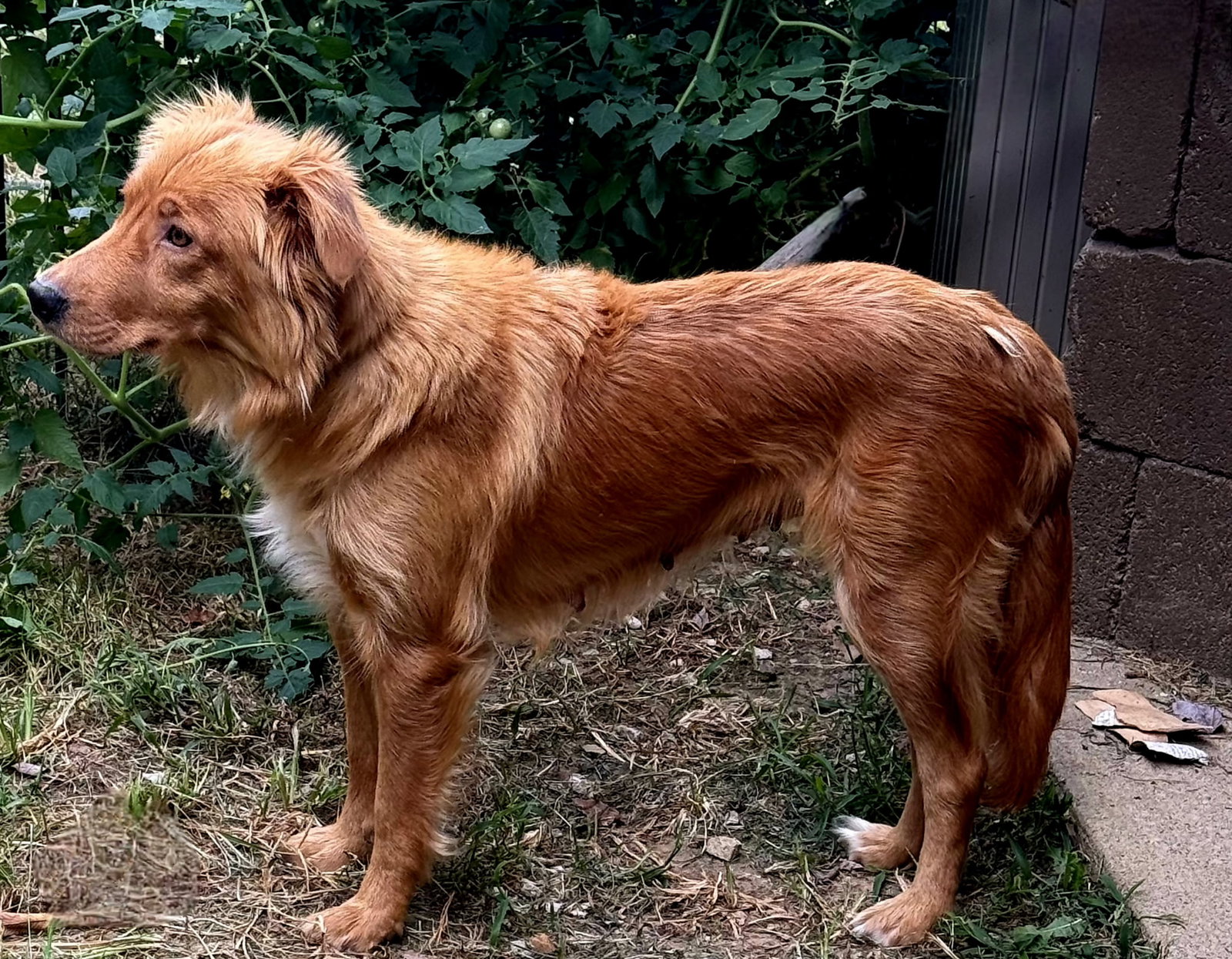 Dog for Adoption - SEDONA, a Shetland Sheepdog Sheltie in Yonkers, NY ...