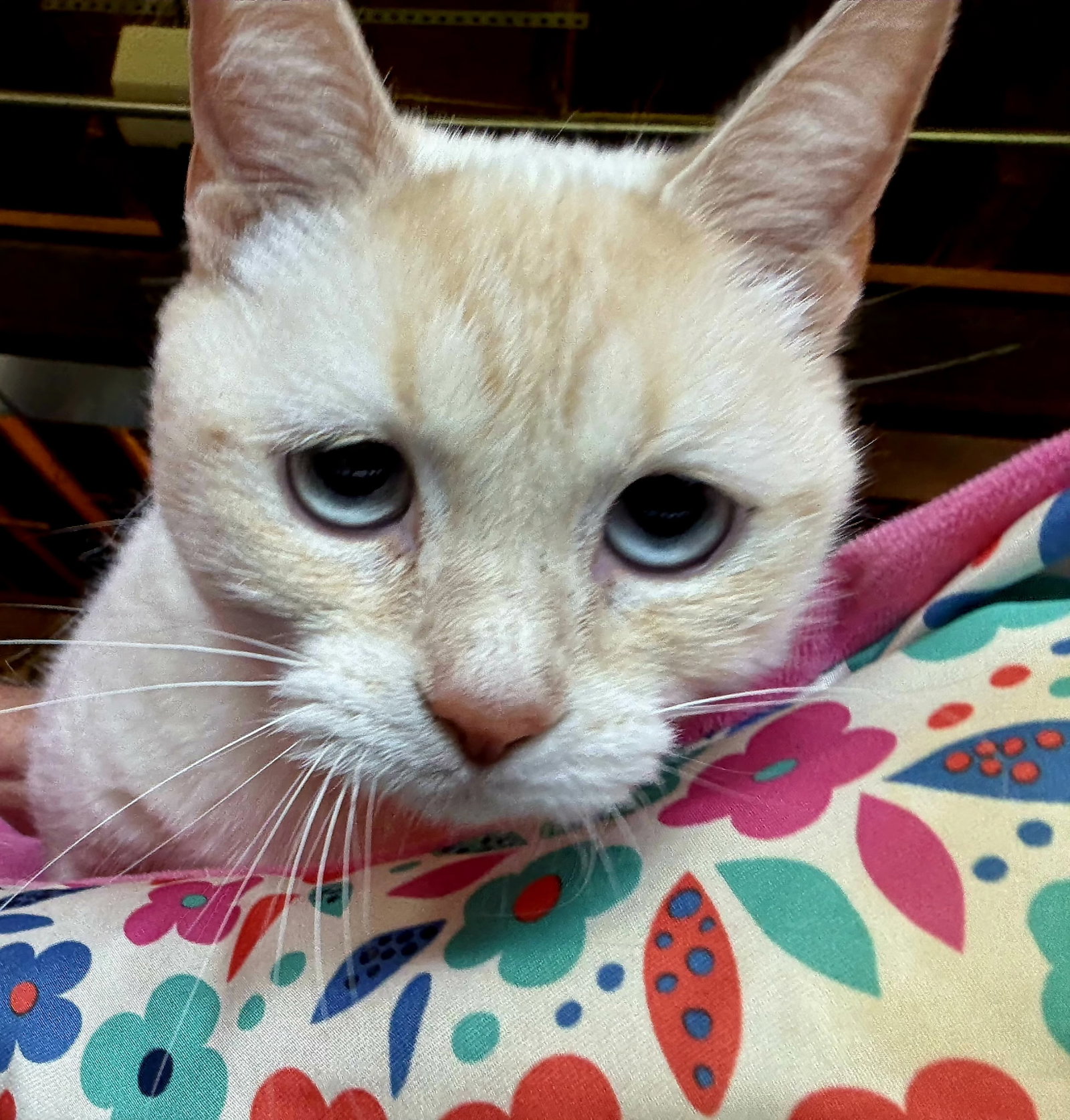 Cats for Adoption in Port Jervis, New York | Alpha Paw