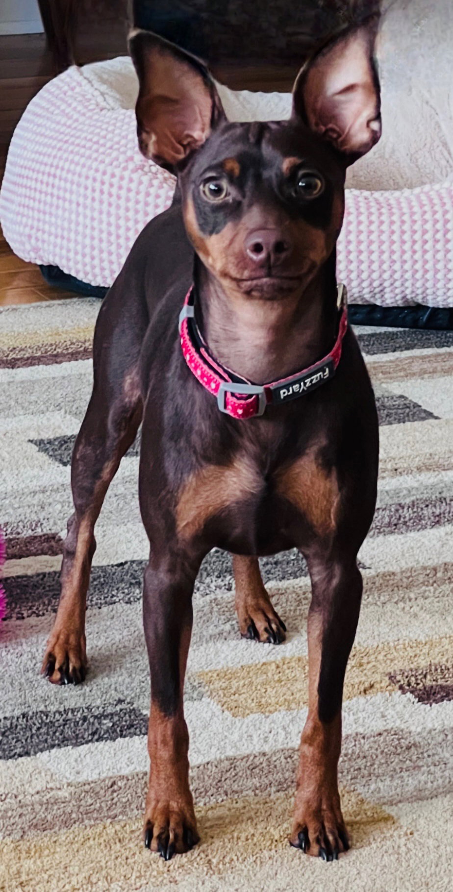 Dog adoption in Sussex, NJ 07461: Miniature Pinscher Dog "SWEET PETE"