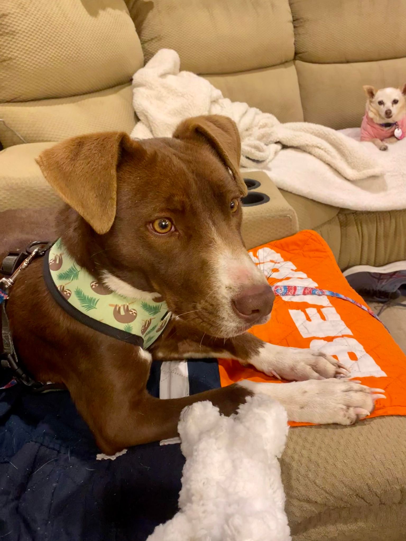 Dog for Adoption - Doug, a Labrador Retriever in Chandler, AZ | Alpha Paw