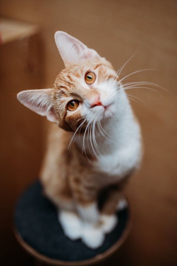 Baby Tango's Web Page