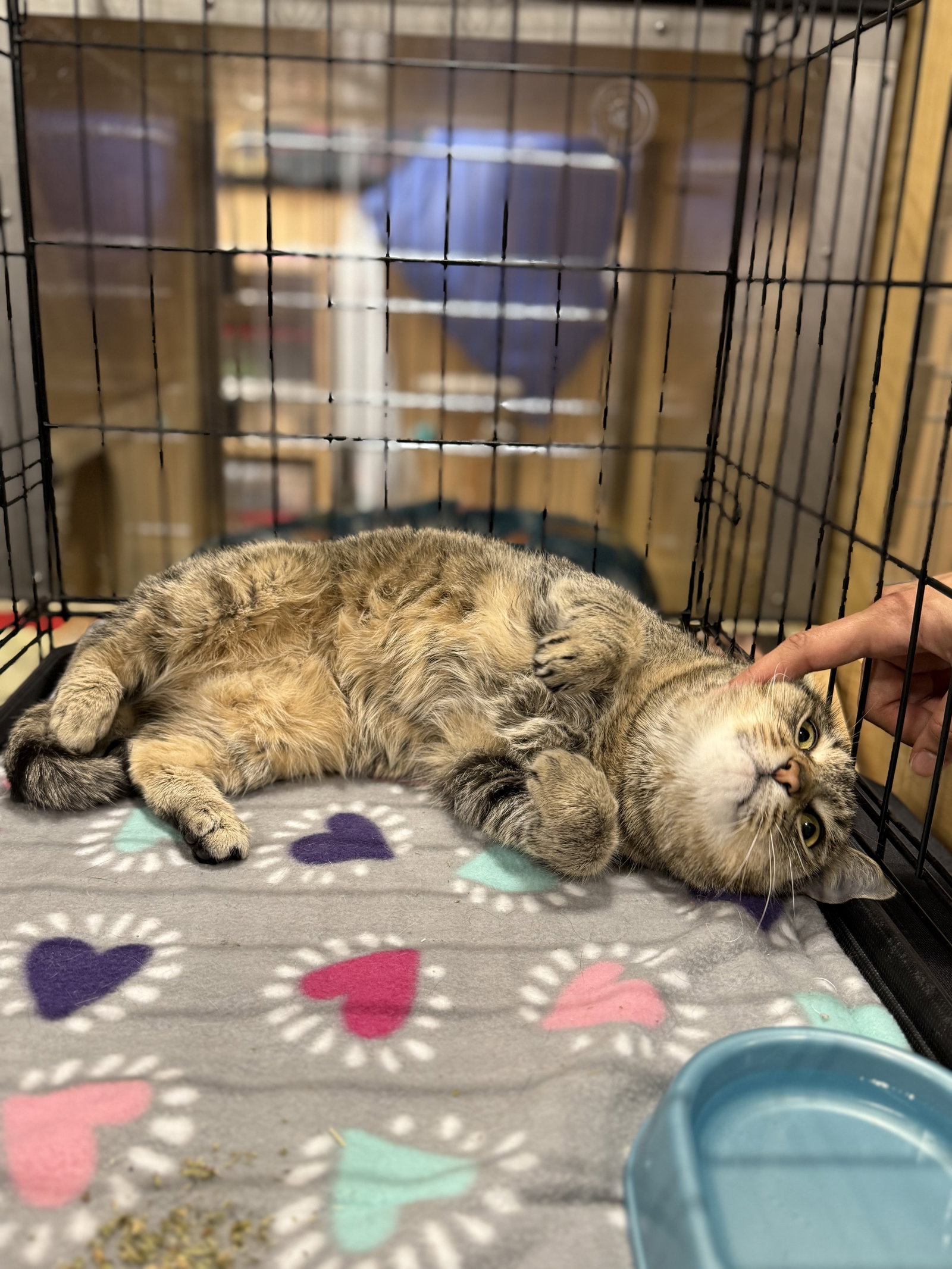 Dumpling's Web Page