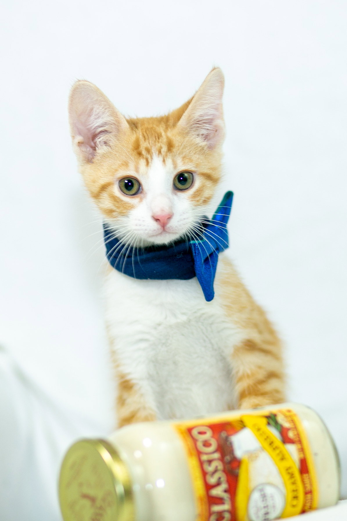 Cats for Adoption in Ward, Arkansas | Alpha Paw