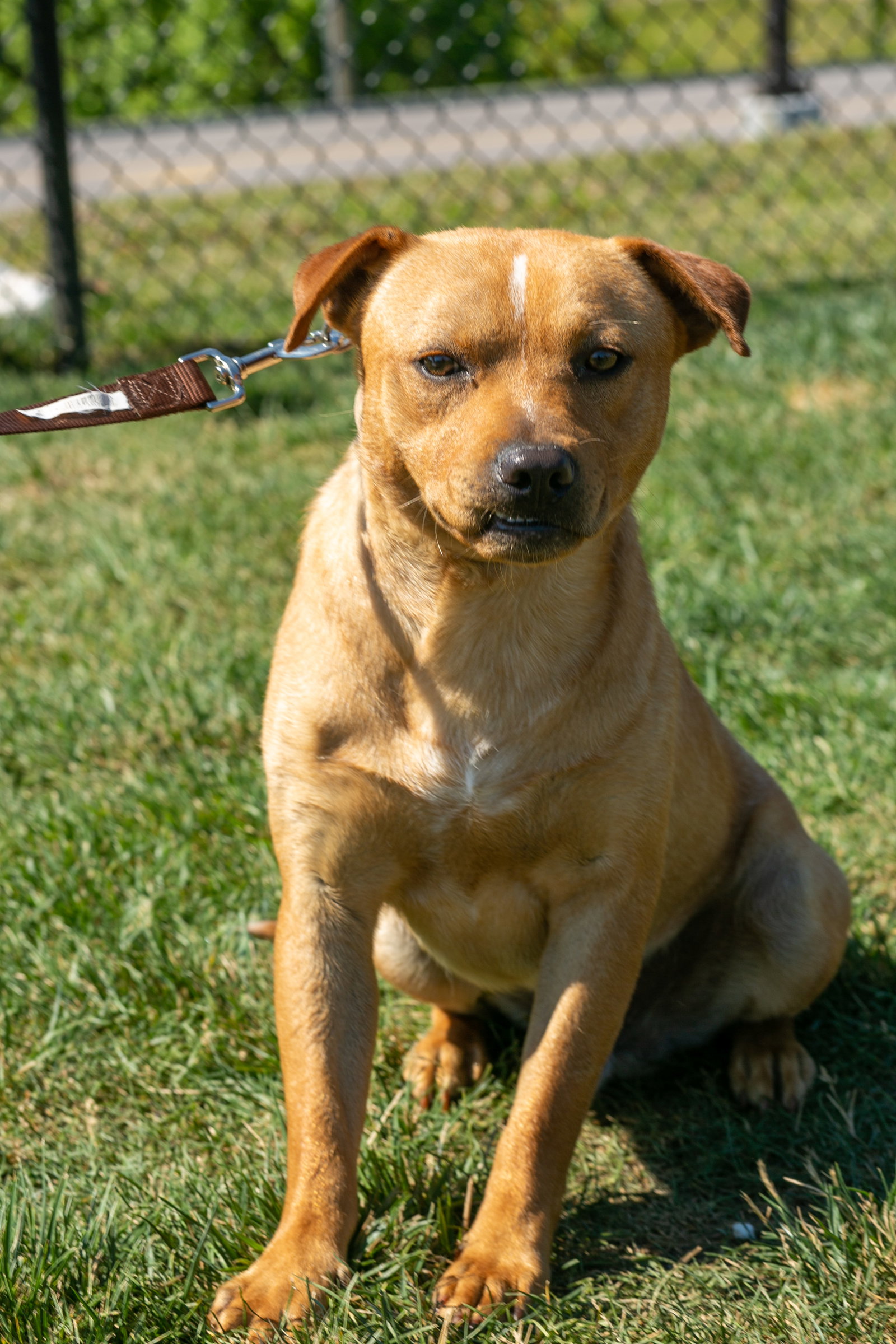 Dog for Adoption - Curly, a Labrador Retriever in Stuttgart, AR | Alpha Paw