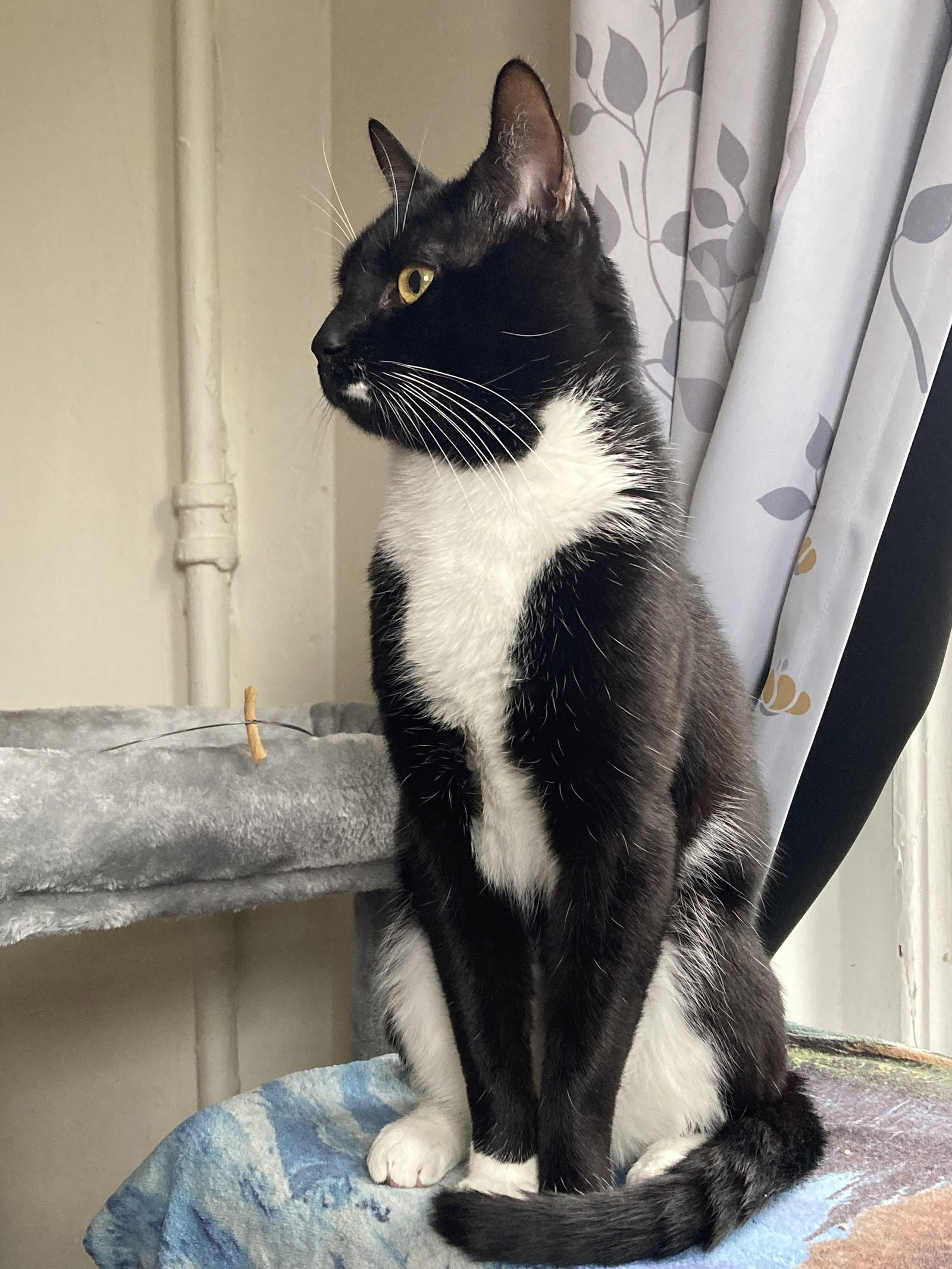 Cats for Adoption in Reading, Massachusetts | Alpha Paw