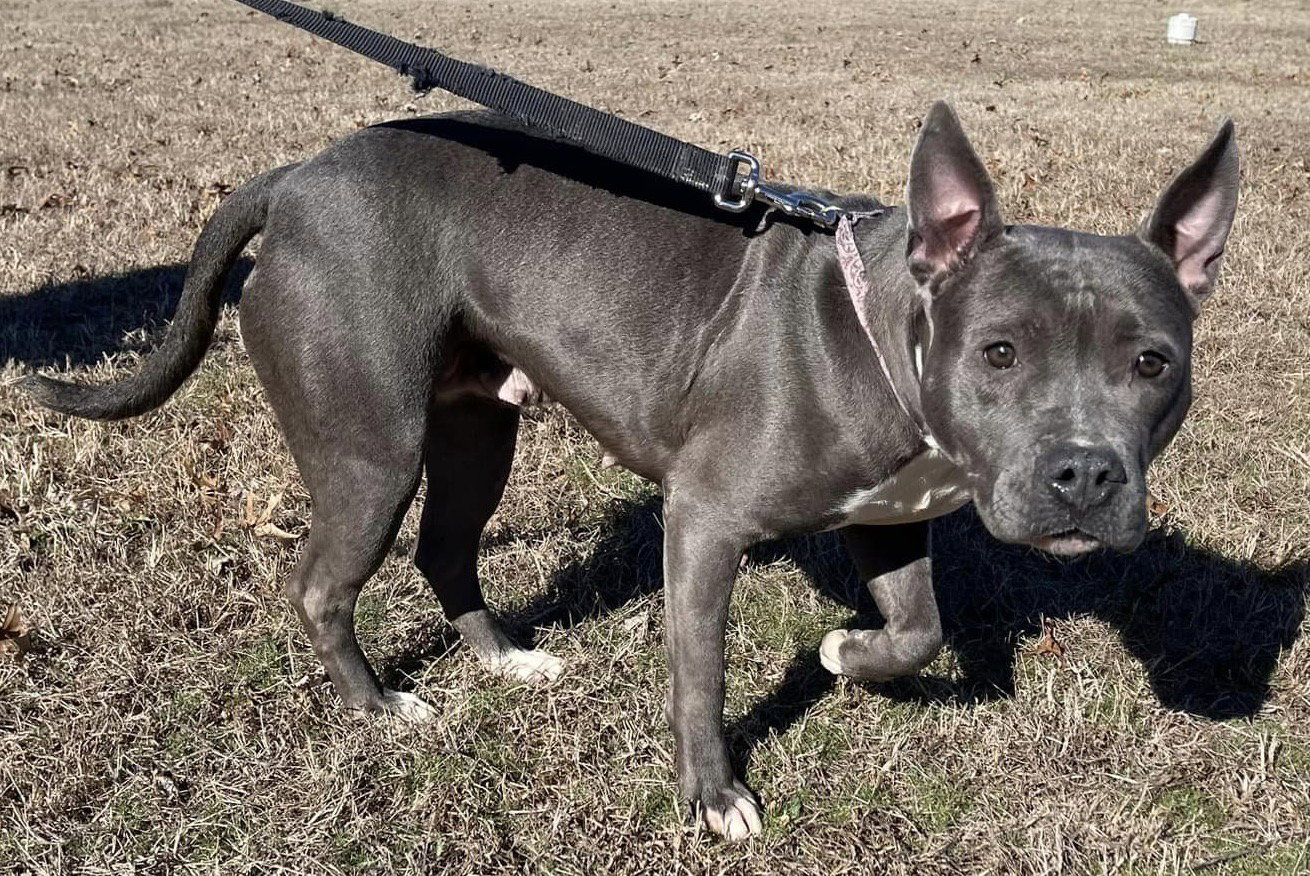 Dog for Adoption - Valentine, a American Pit Bull Terrier in Greater ...