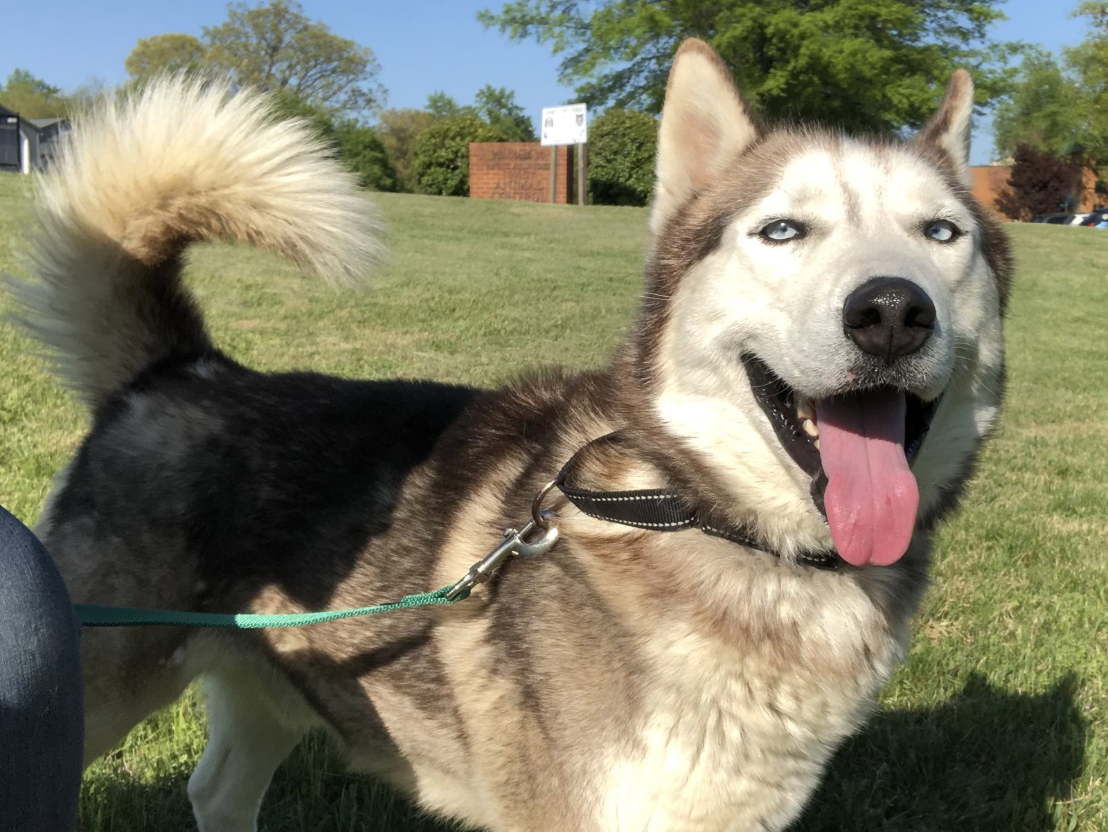 Dog for Adoption - Smoke, a Siberian Husky in Fairfax County, VA ...
